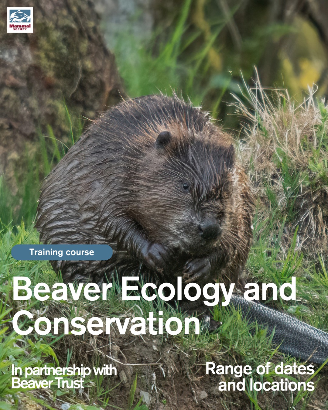 Mammal - 🦫 Join us for a one-day, in-person training course exploring ...