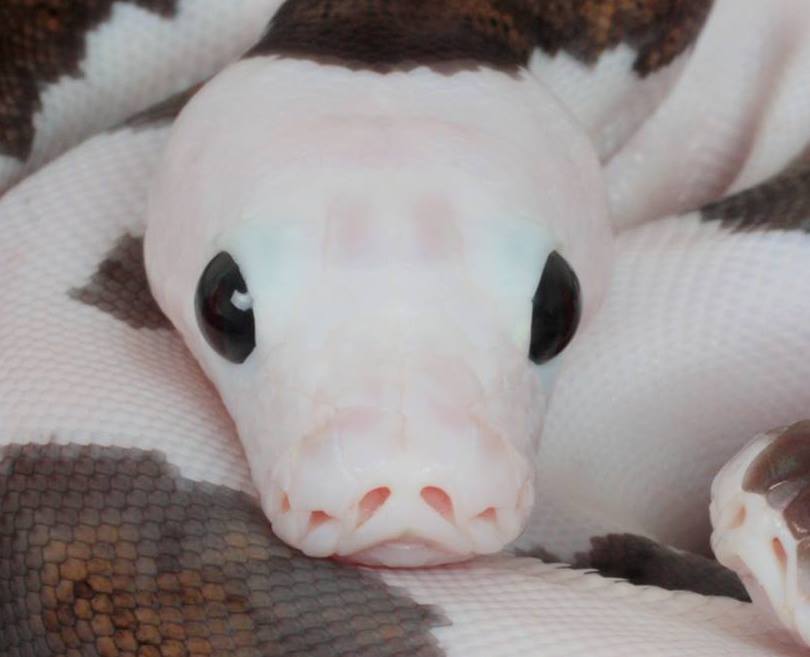 Updated Reticulated Python Bob Clark Reptiles Facebook 5984