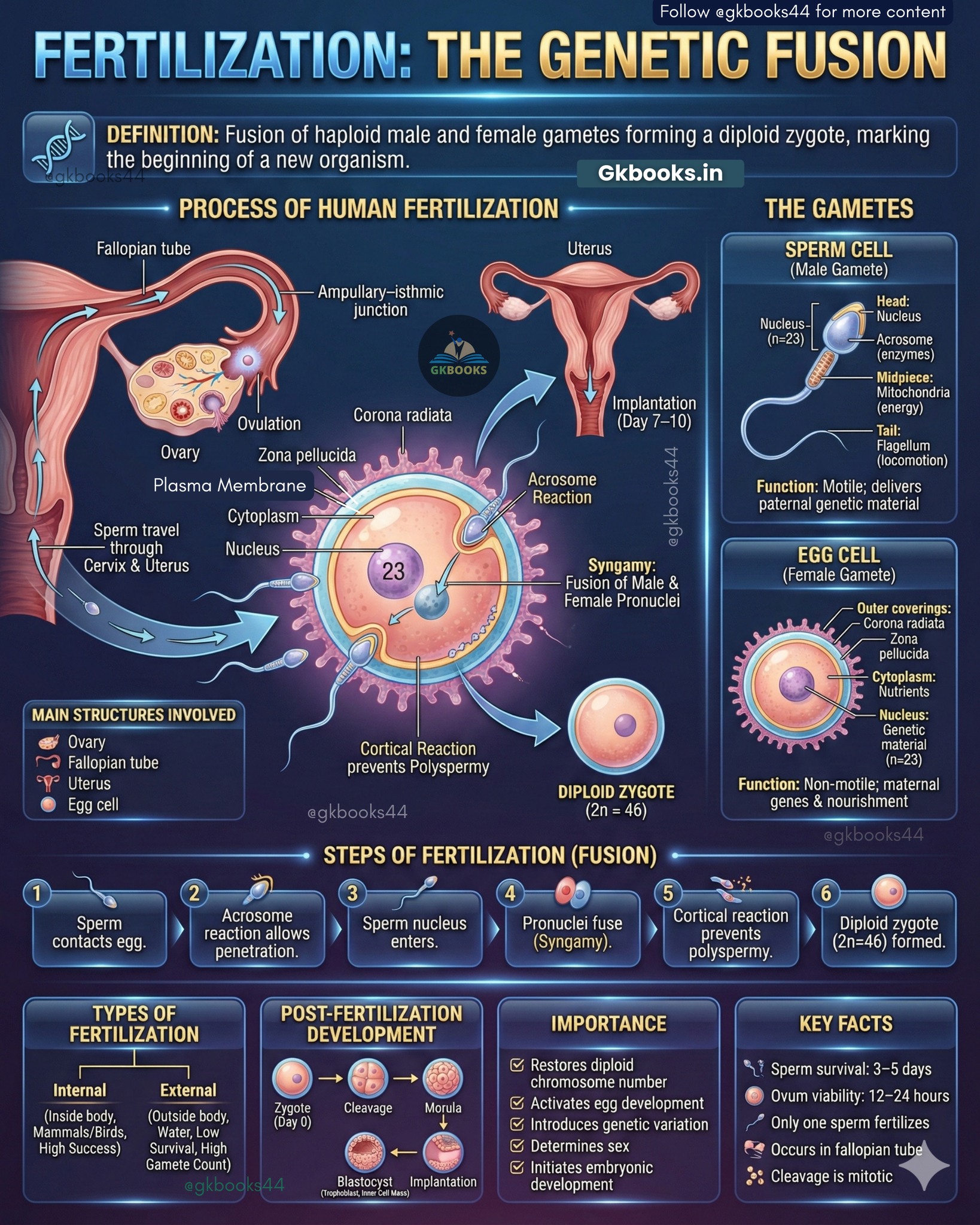 InfoPic Notes - Fertilization: The Miracle of Life... | Facebook