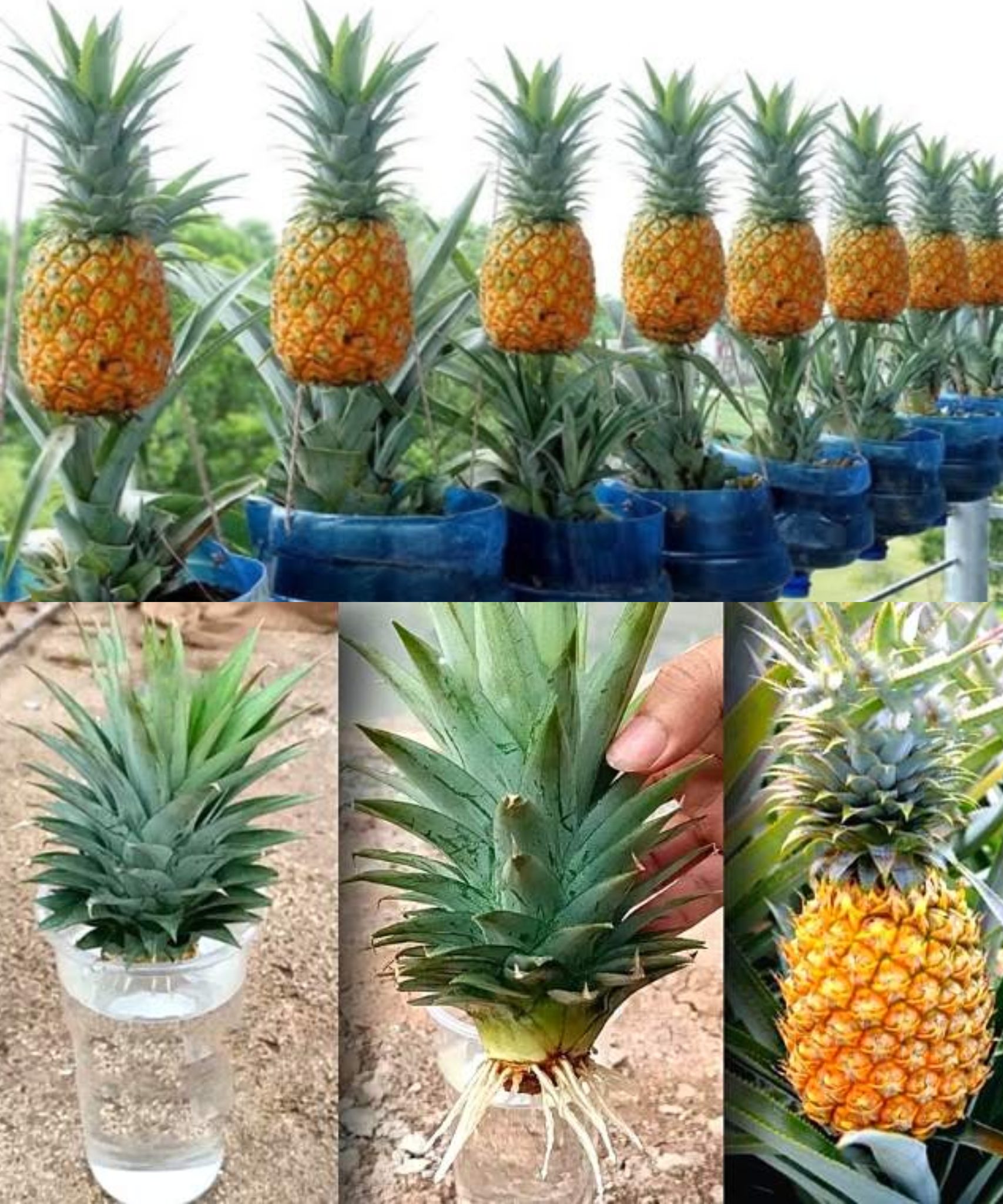 How To Grow Your Own Pineapple