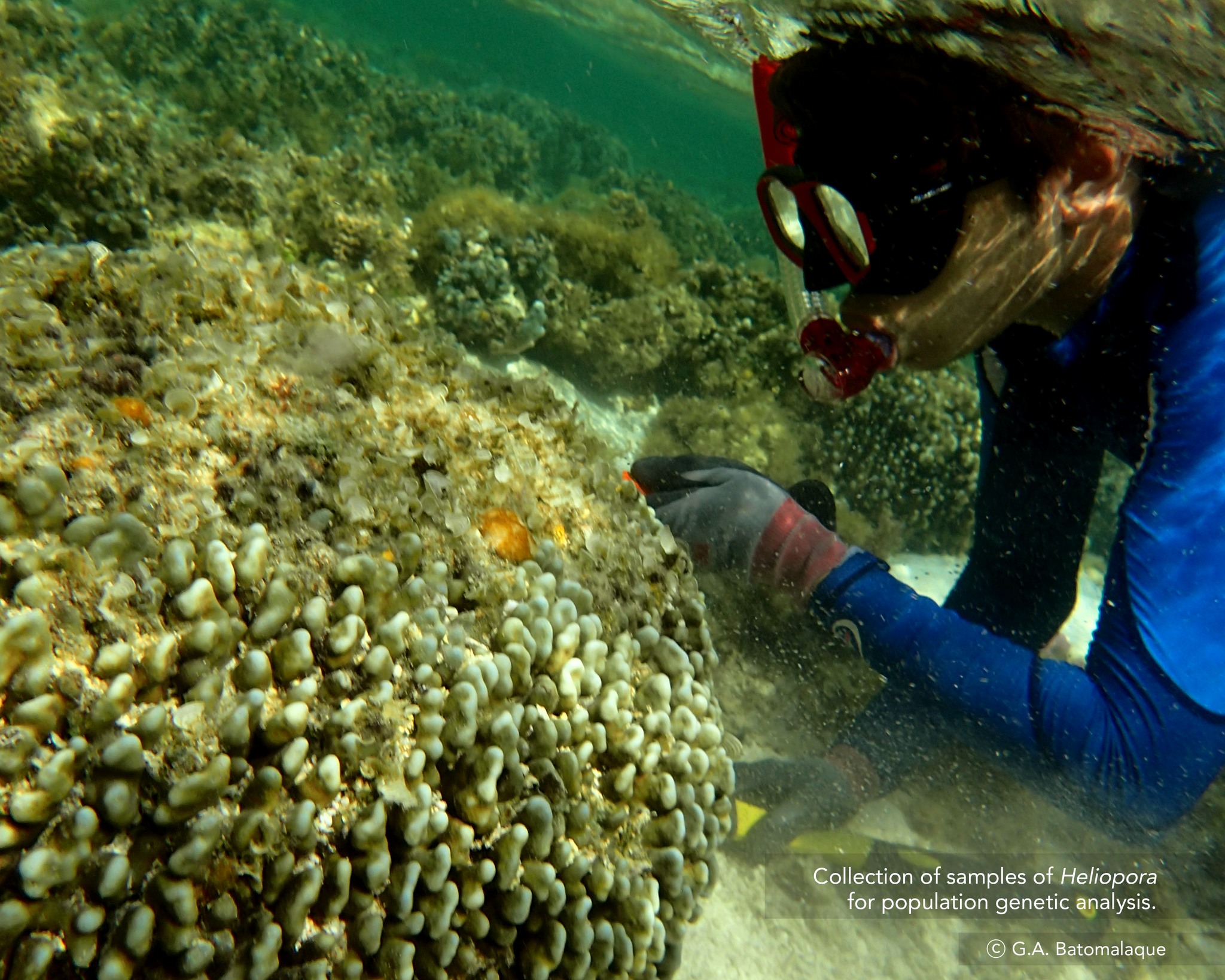 UP Marine Science Institute... - UP Marine Science Institute