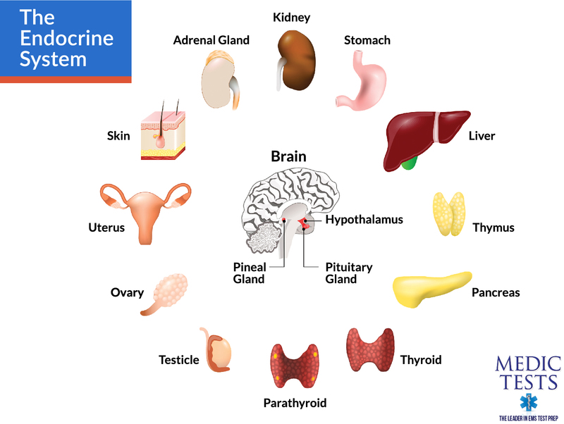 MedicTests.com - The endocrine system is a complex network of glands ...