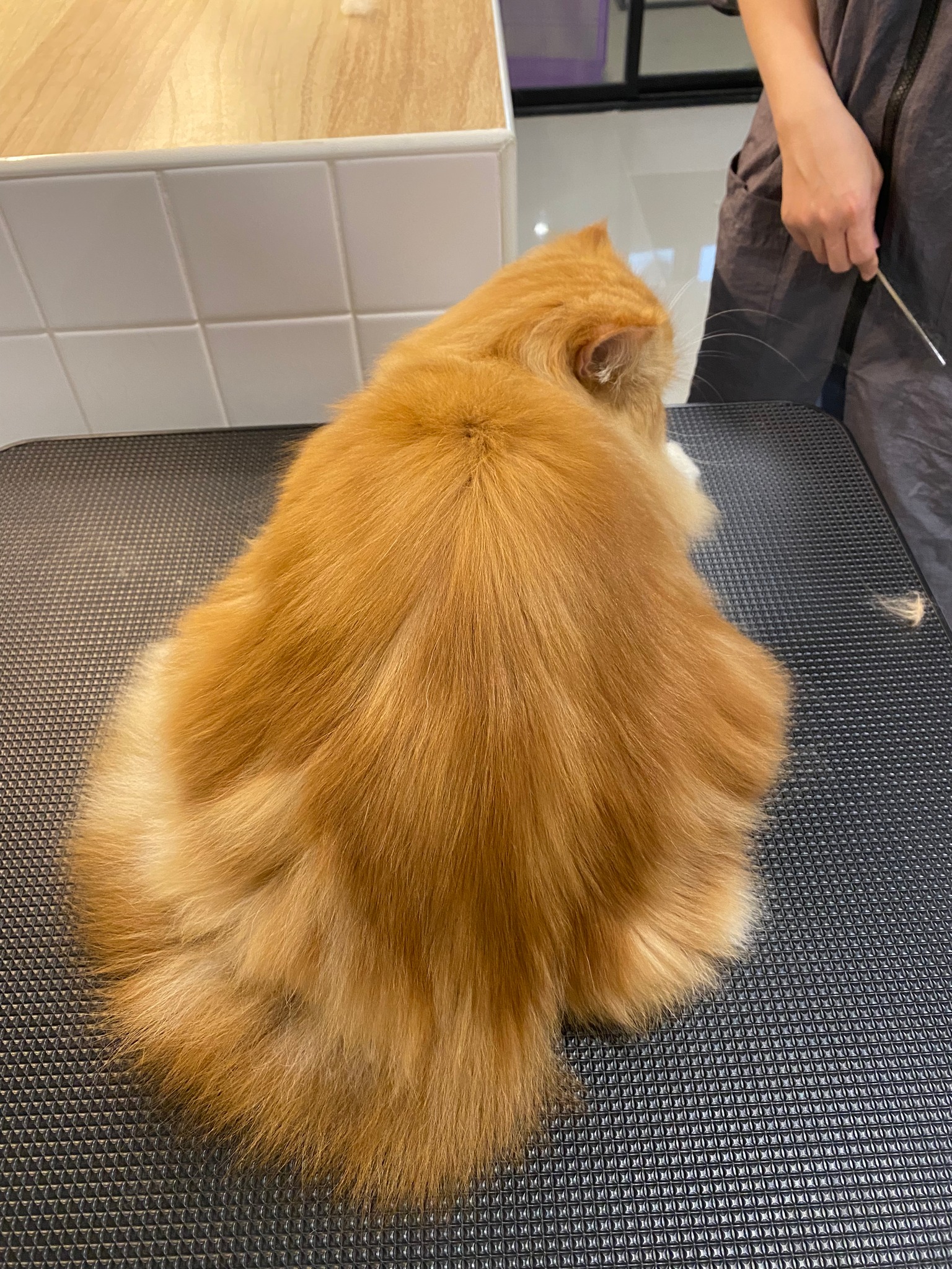 ฟู Wink Grooming And Hotel โรงแรมแมว สปาและอาบน้ำตัดขนแมว