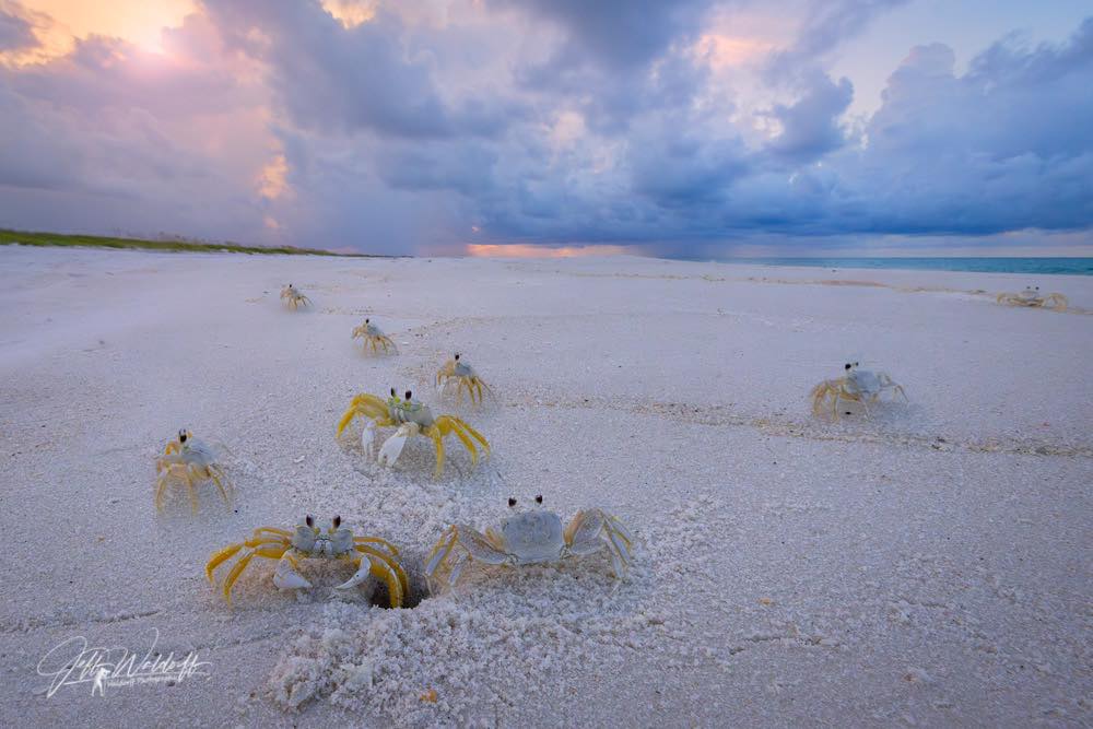 Waldorff Photography - Cast of Crabs - A group of crabs is called a ...