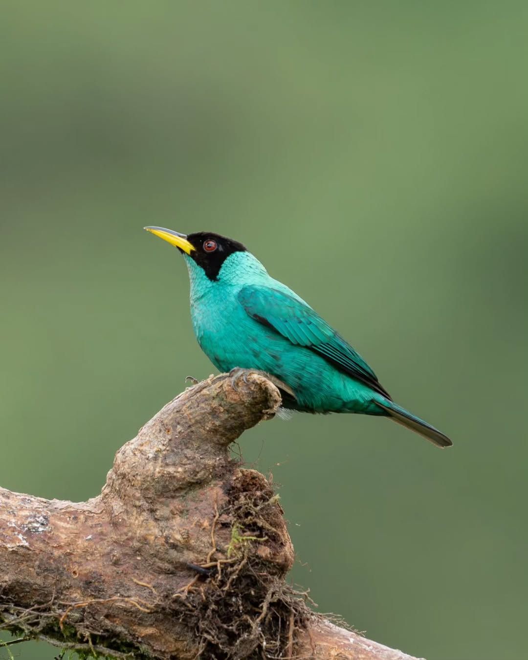 Wondershots Green Honeycreeper Costa Rica The Green Honeycreeper