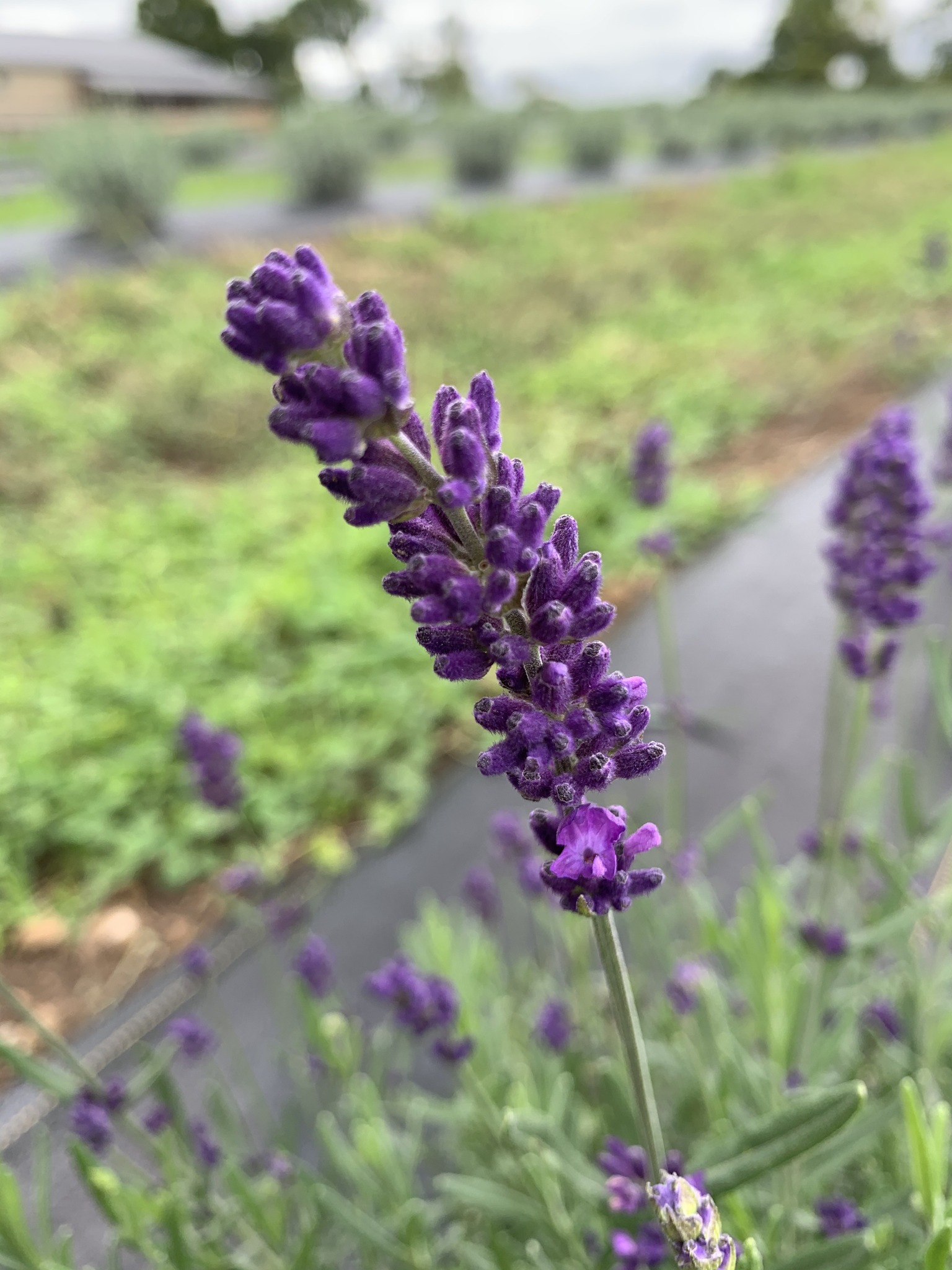 Luscious Lavender And Luscious Lavender And Herb Farm 3646