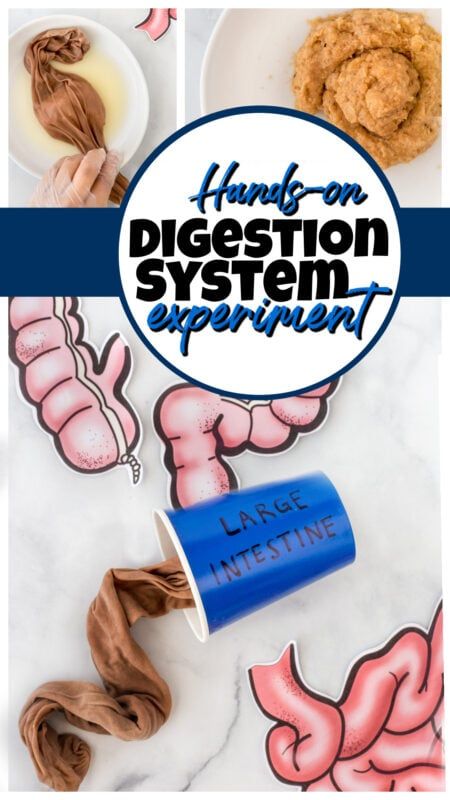 💩 Digestion Experiment - Human... - 123 Homeschool 4 Me | Facebook