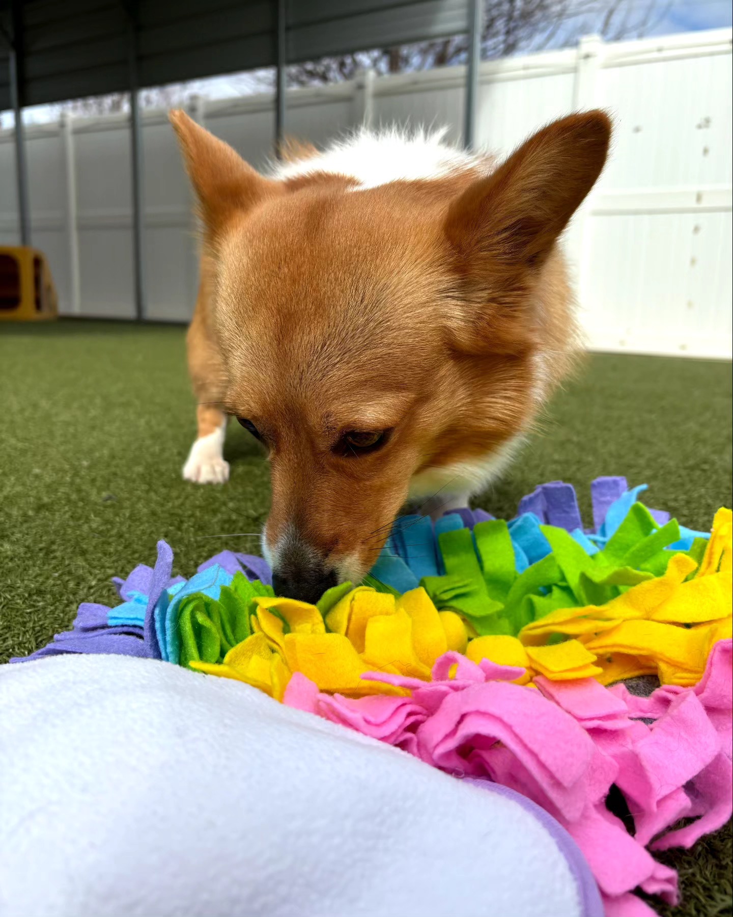 🐶🌈 Sniffing through the rainbow on... - PetSuites Round Rock | Facebook