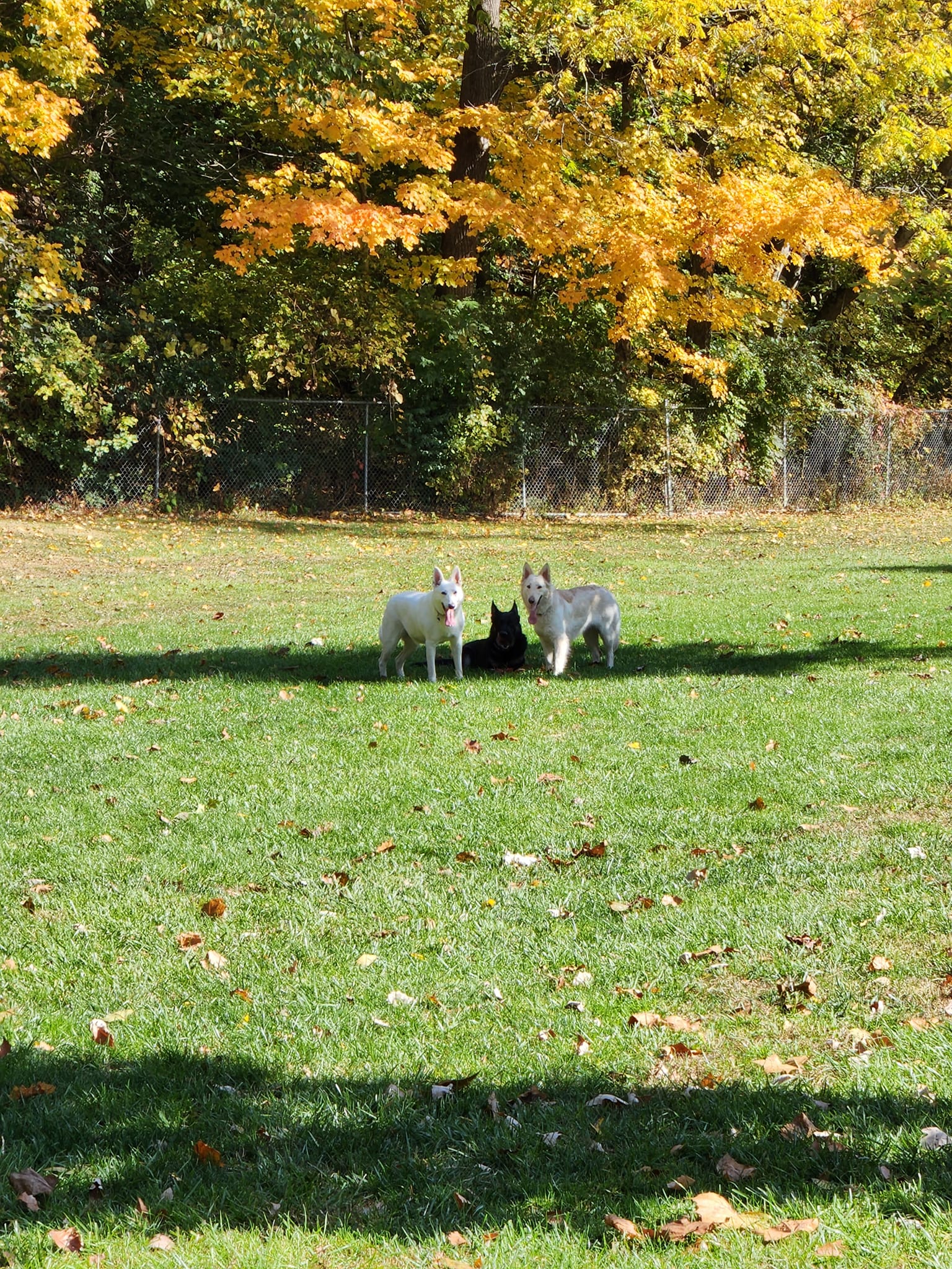 Turtle And Dove Kennels Added A New Turtle And Dove Kennels