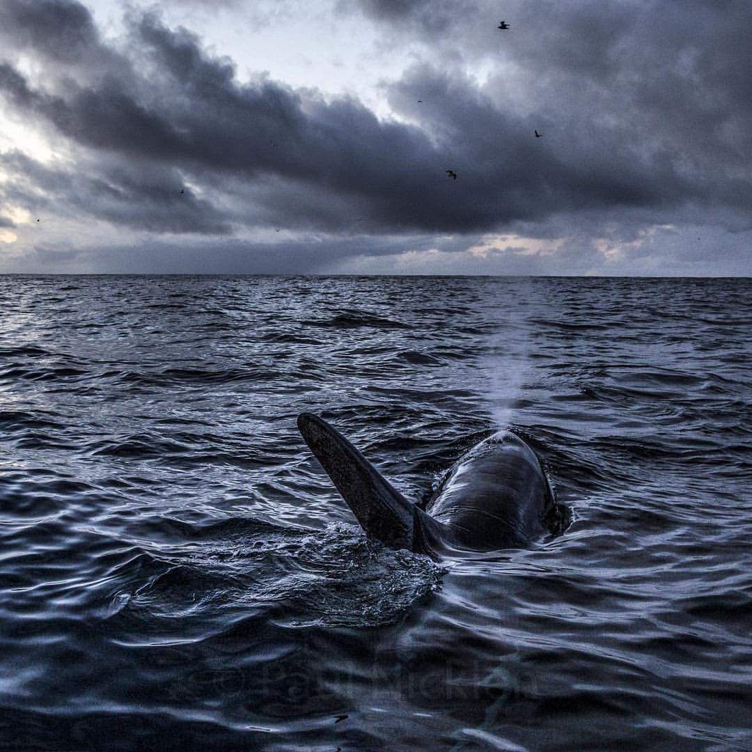 Grace and Danger - If you didn't know already Blackfish is on Netflix ...