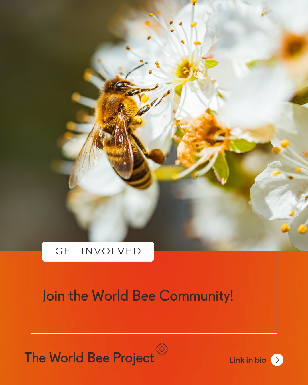 The World - 🐝 Bees are nature's unsung heroes, essential for ...