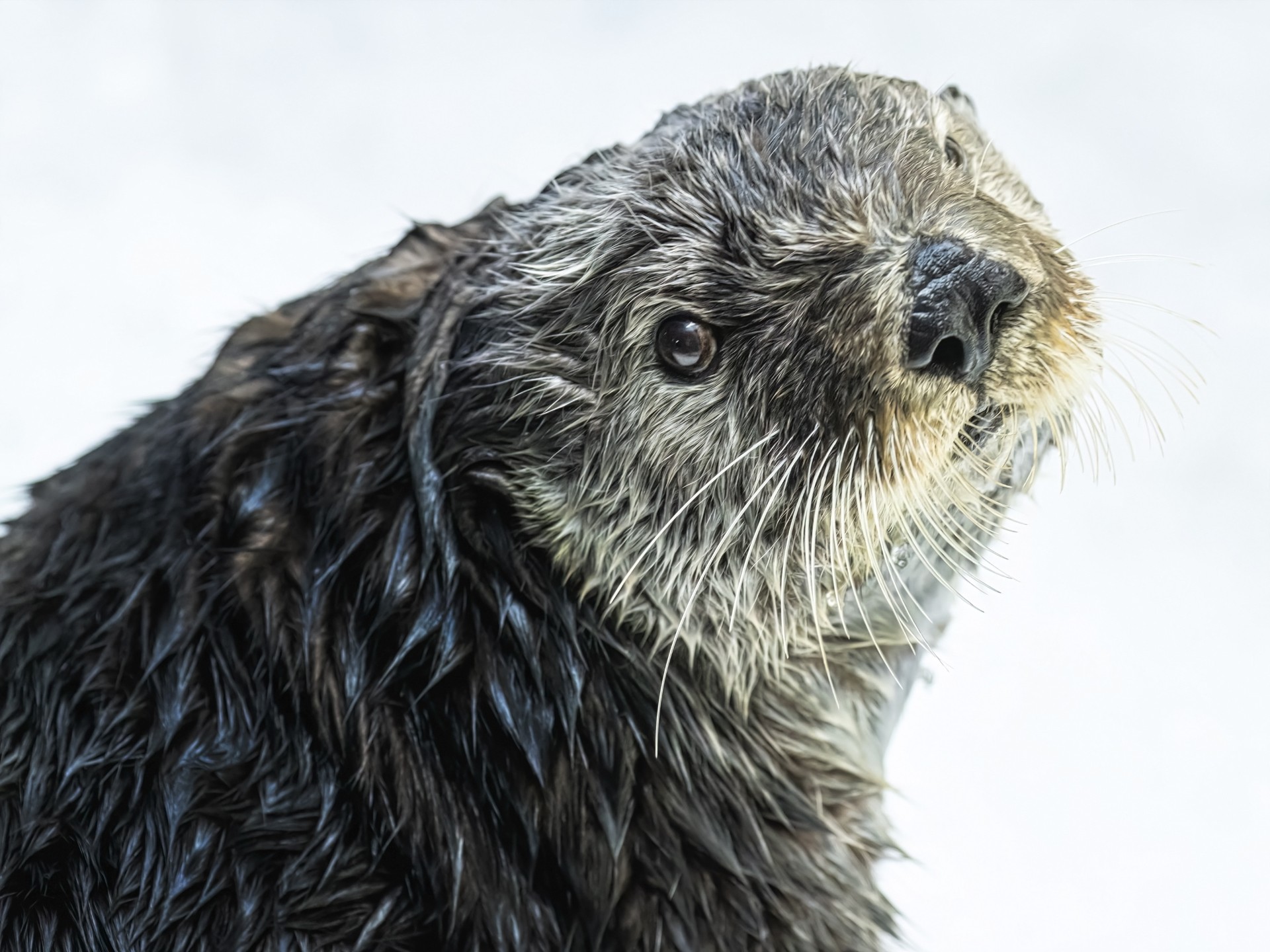 Cincinnati - It’s Sea Otter Awareness Week! Sea otters are more than ...