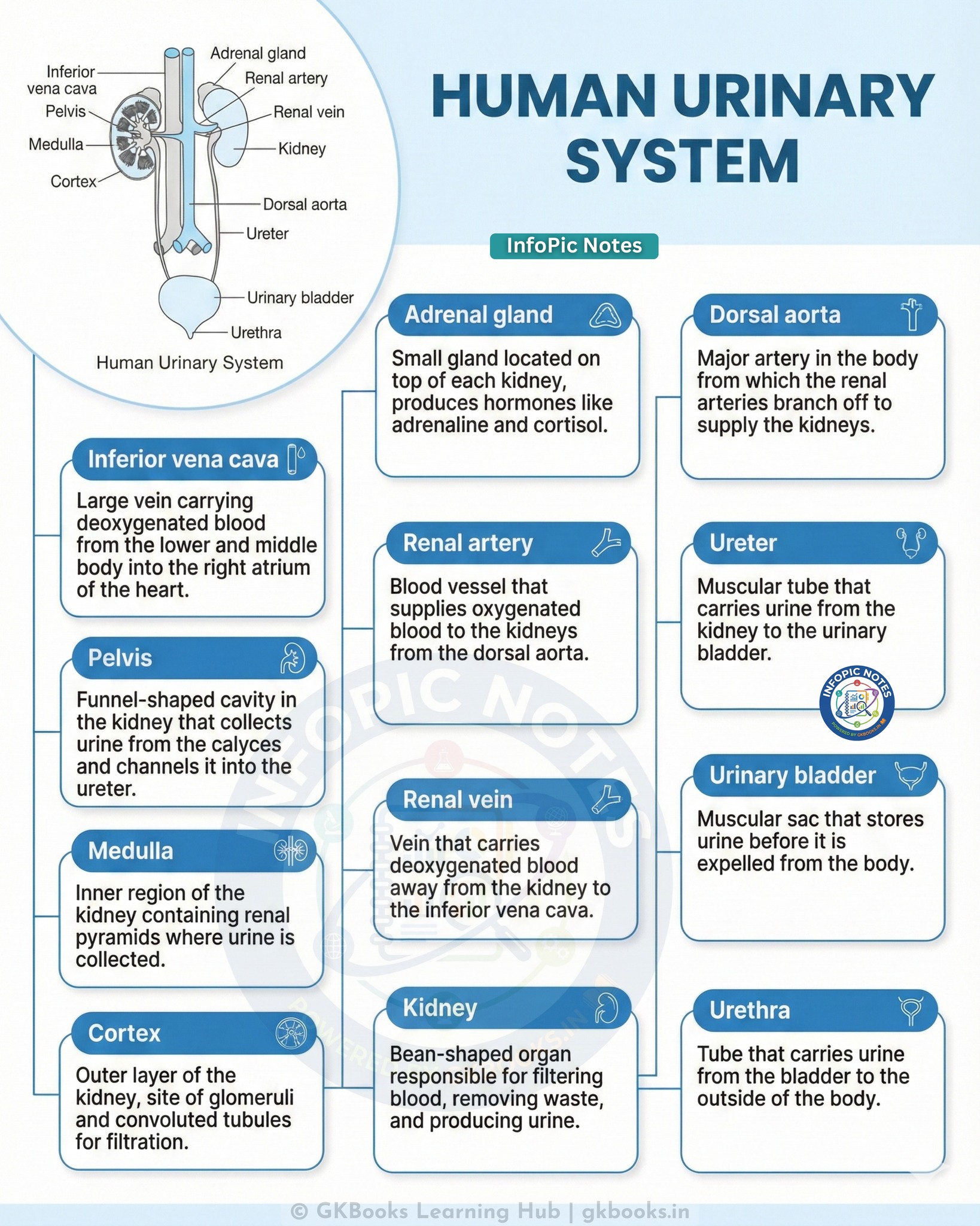 InfoPic - 🚻 Human Urinary System The human urinary system is ...