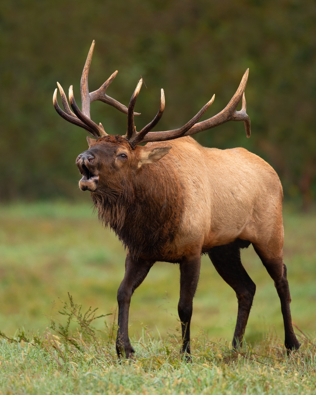 Virginia... - Virginia Department of Wildlife Resources
