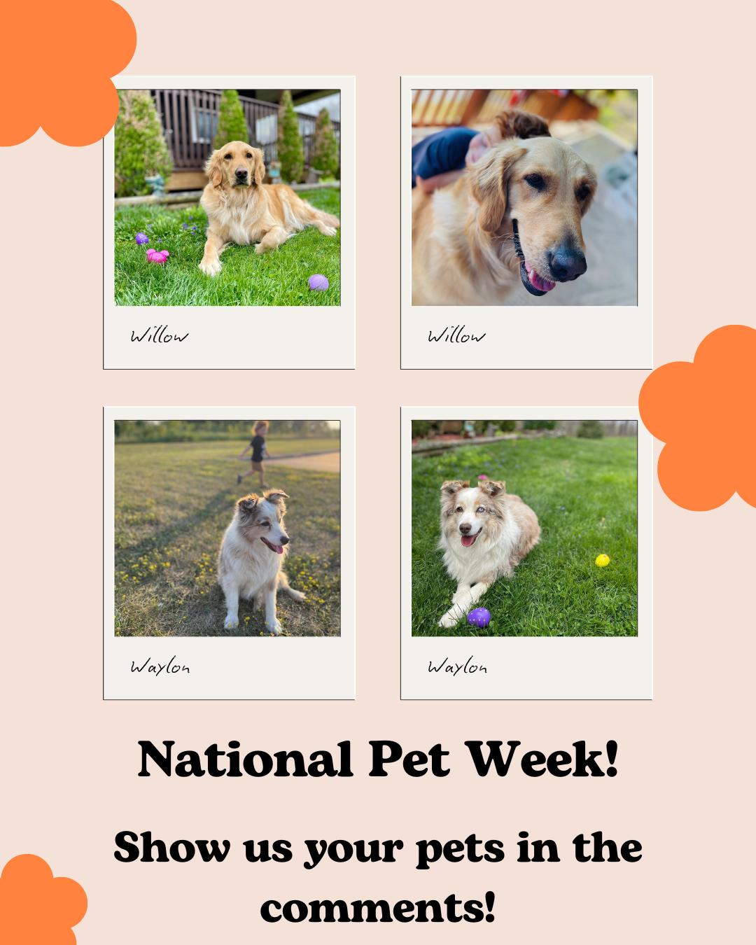 Dr. - 🐾 It’s National Pet Week! 🐶🐱🐰🐾 This week is all about celebrating ...