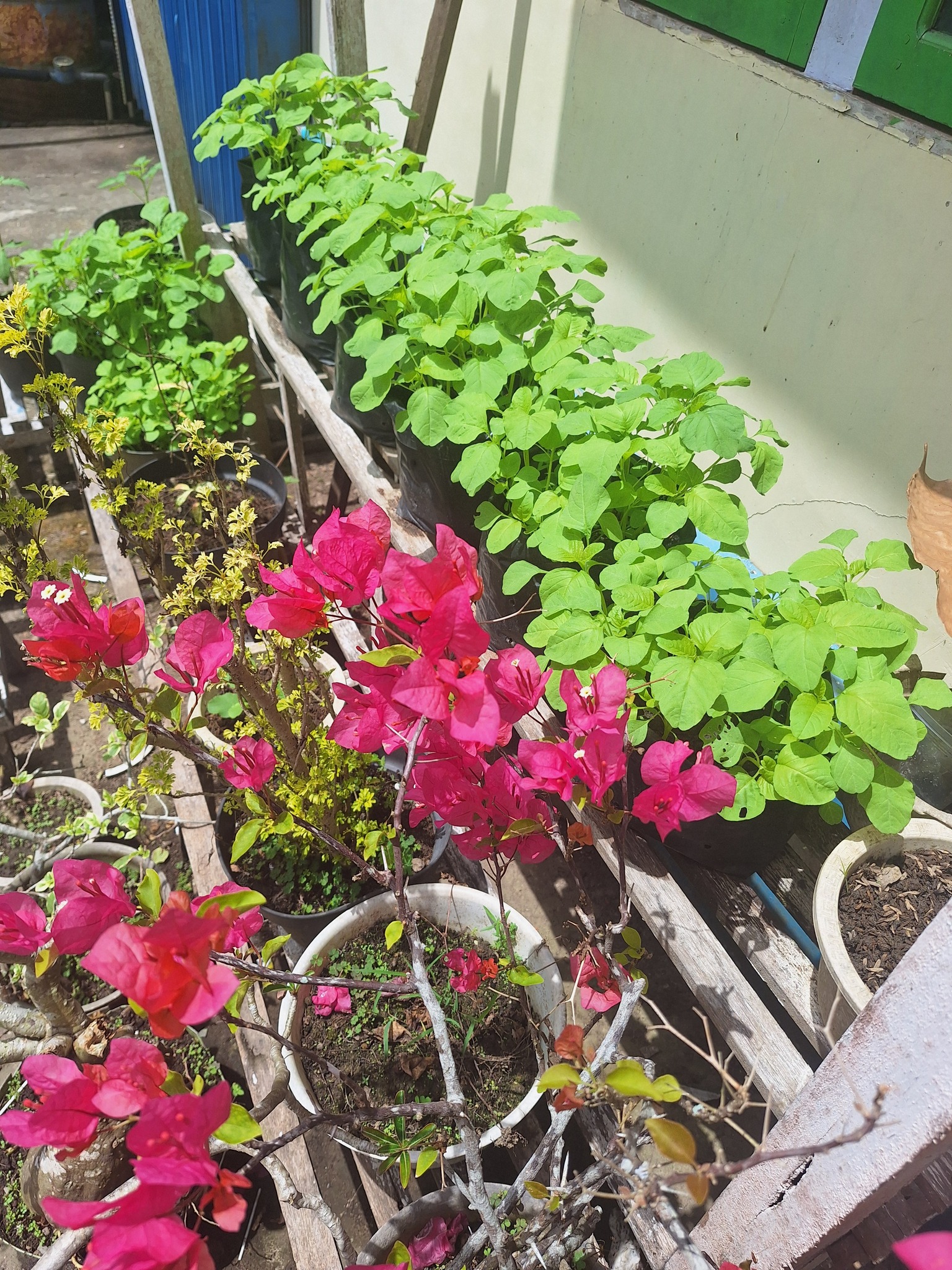 Kebun Mini Desi Sintang 4216