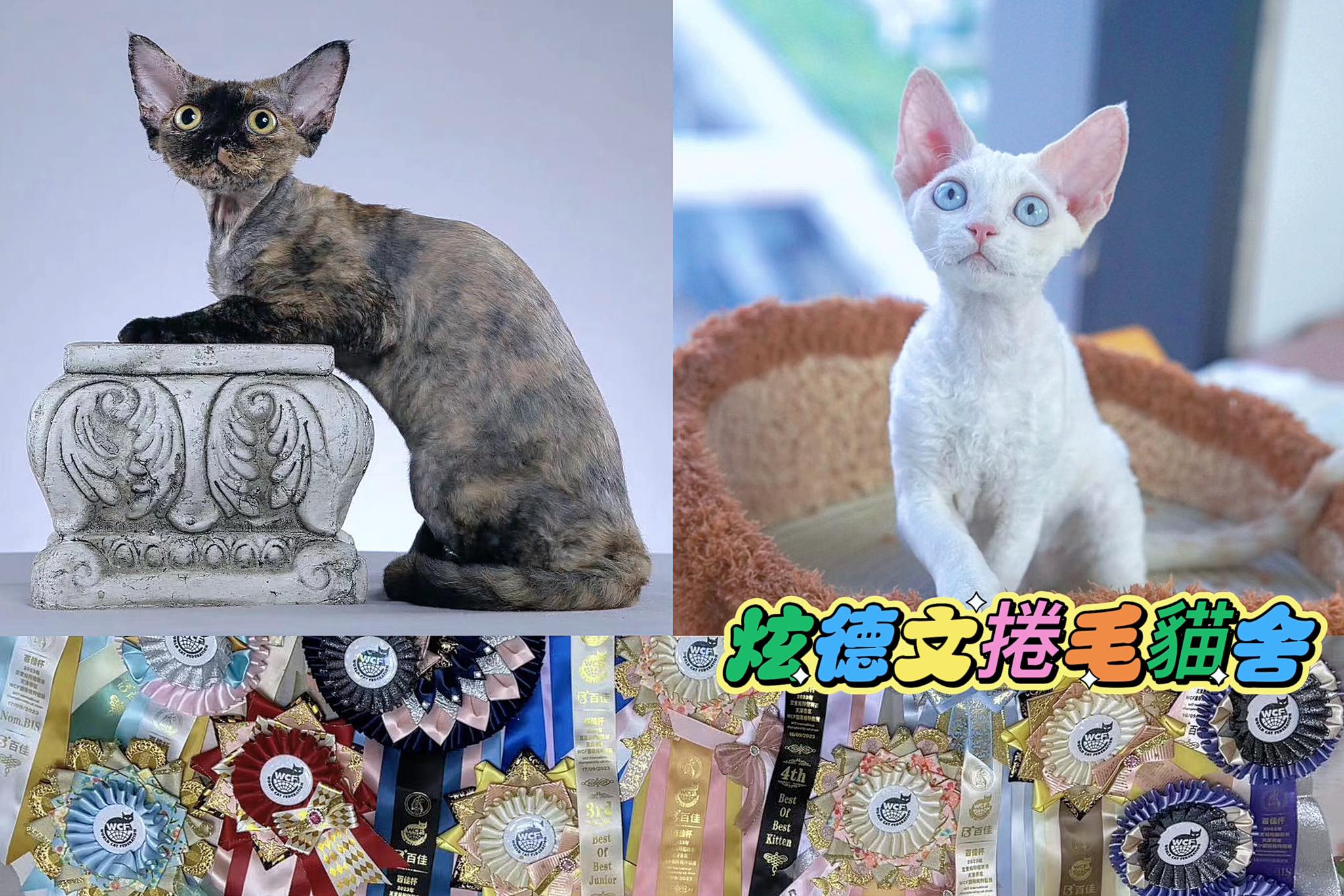 炫德文捲毛貓舍Prism cubby