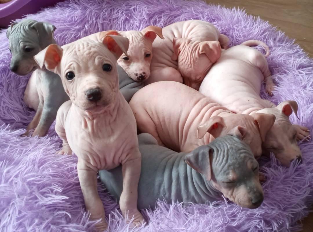 American Hairless Terrier Puppies For Adoption