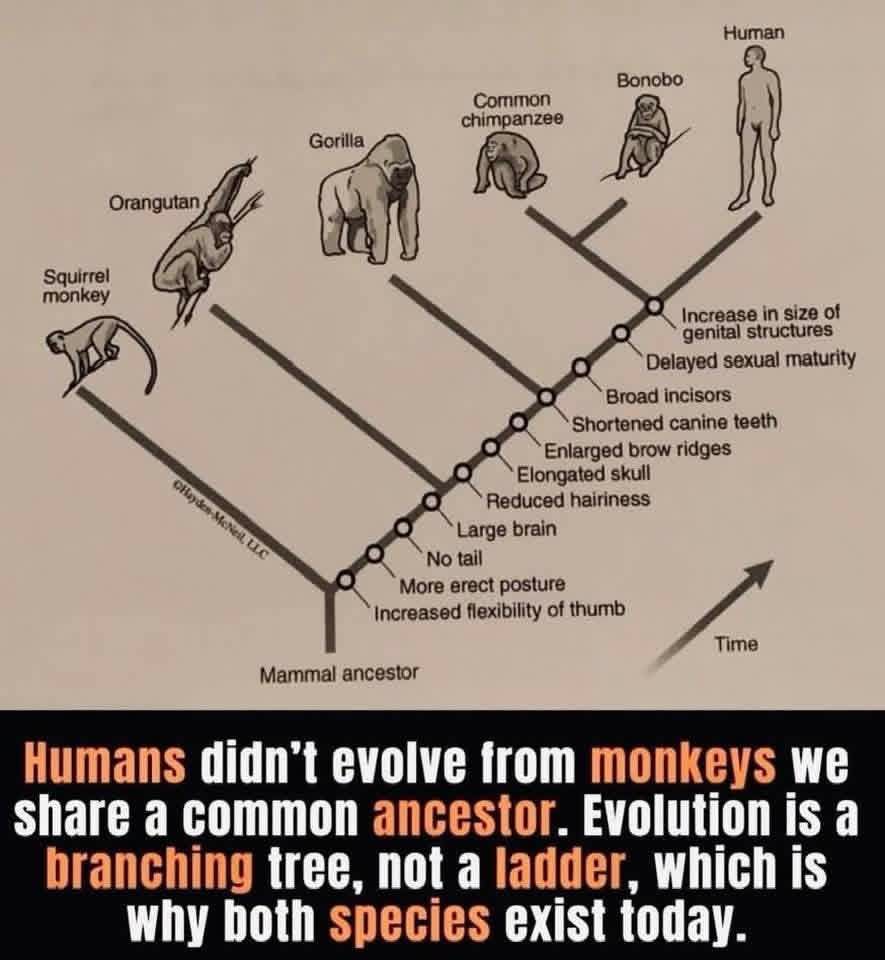 Human evolution | Facebook