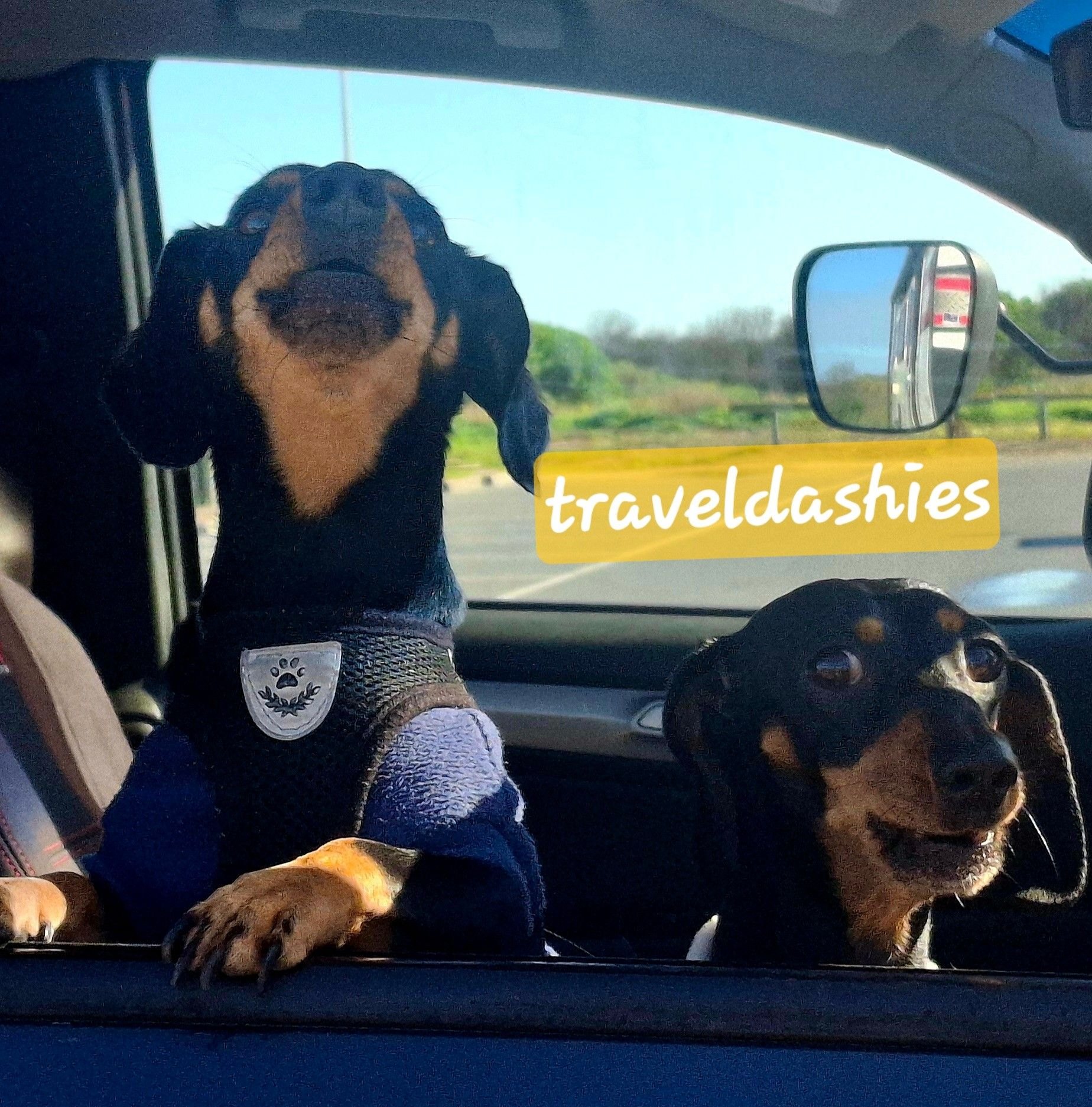 I know there are many places we will not see because our dogs go where ...