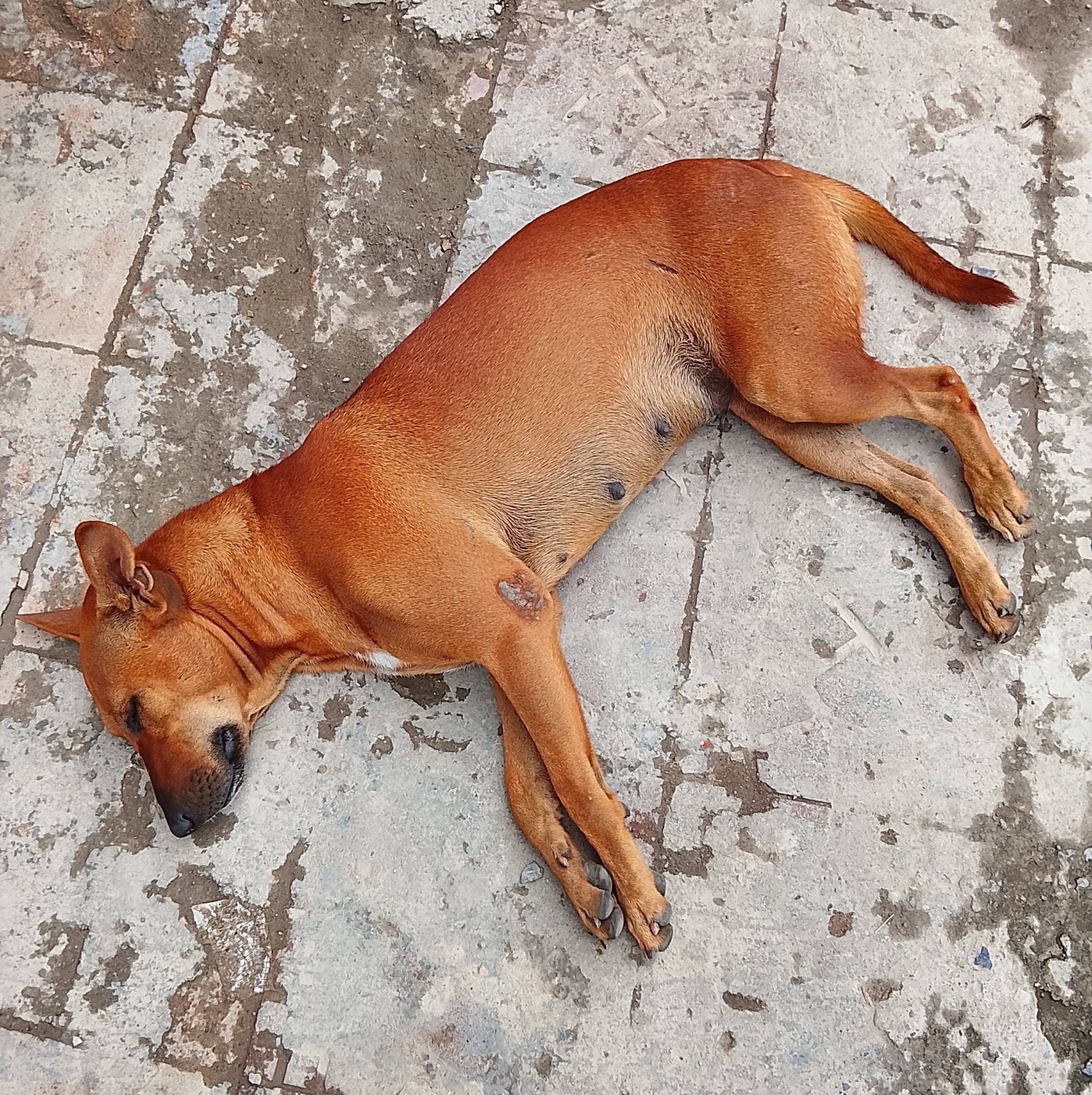 I love these innocent souls more than words can say. | Feed The street Dogs