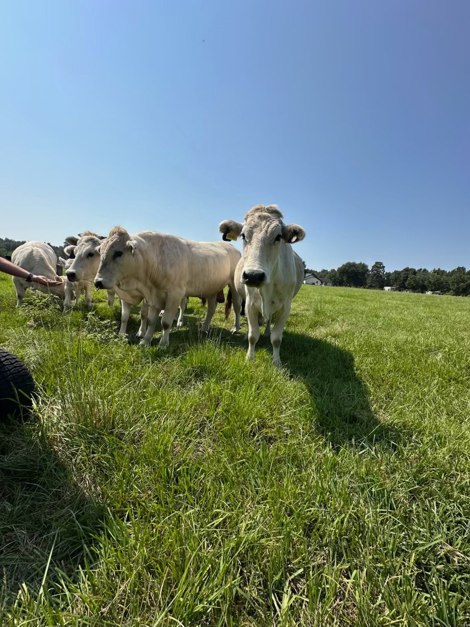 Meet Charles American Romagnola Cattle Association Facebook