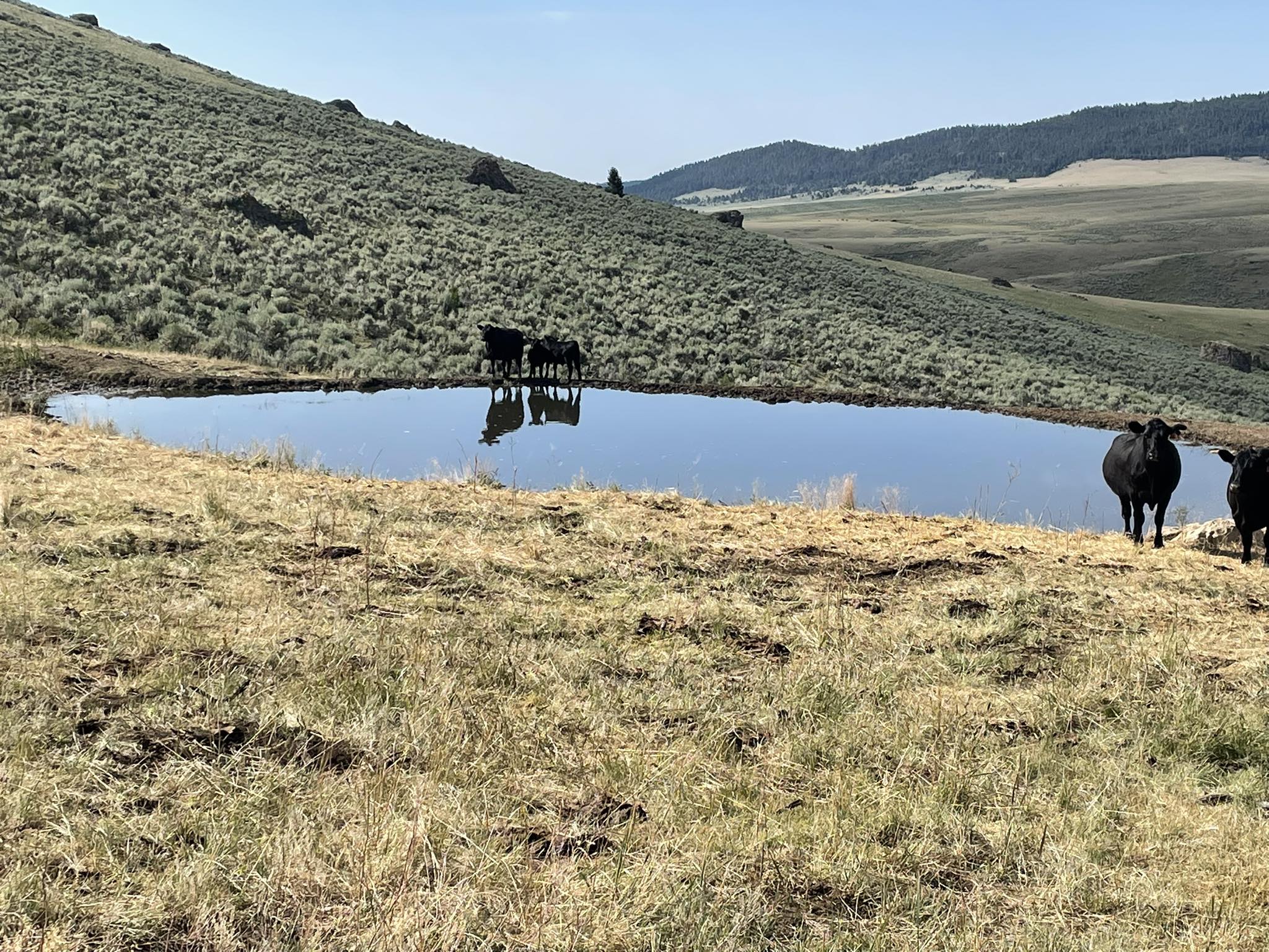 Turk Ranch Beef Kaycee Wy