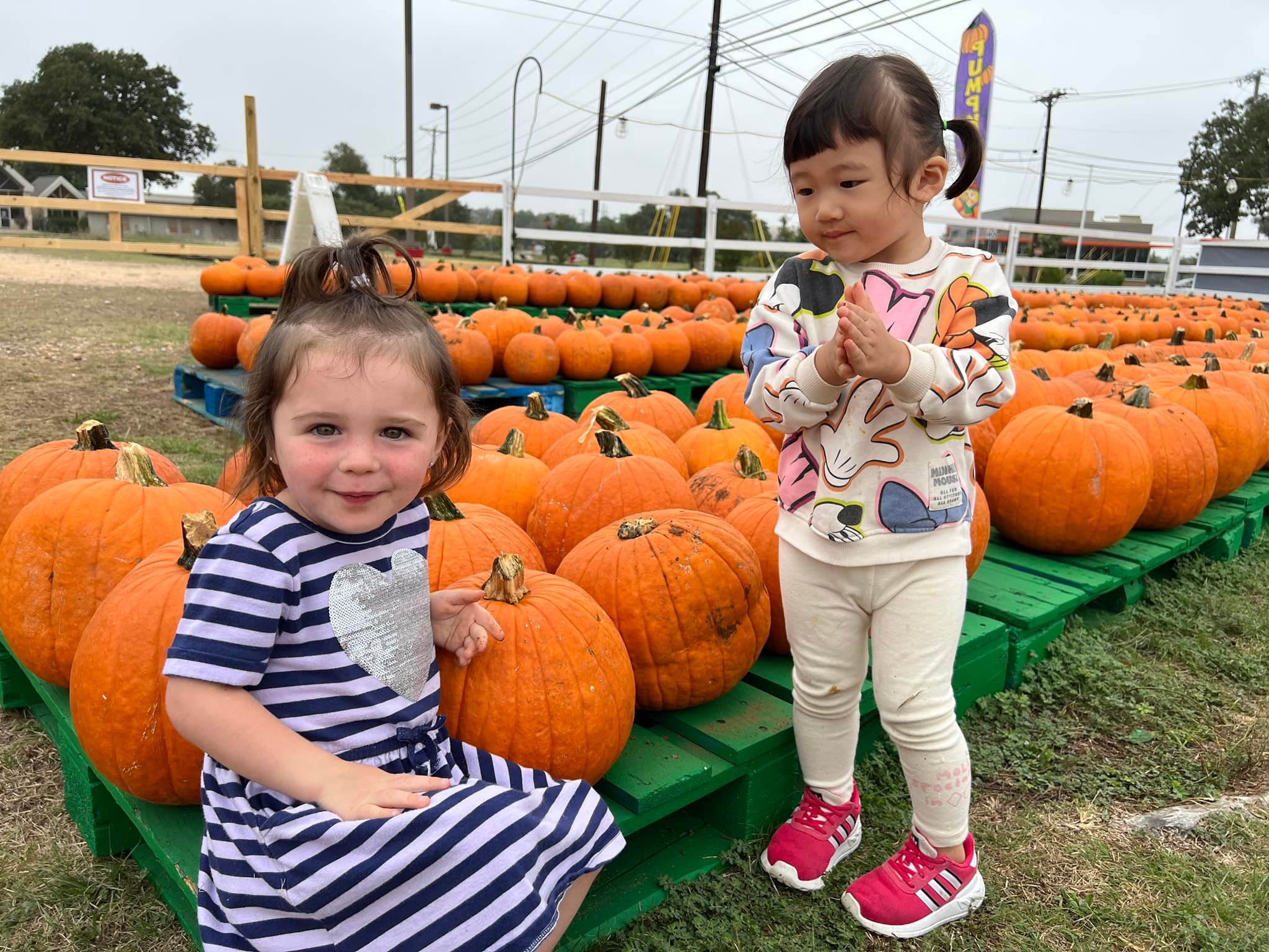 King of Kings Pumpkin Patch