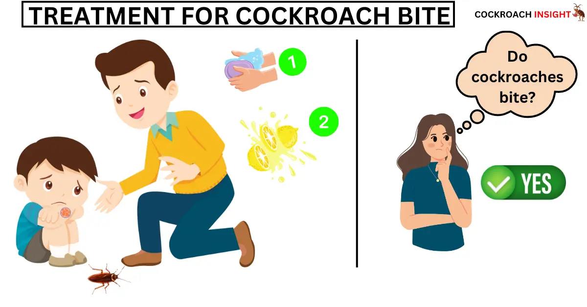How To Treat And Prevent Cockroach Cockroach Insight