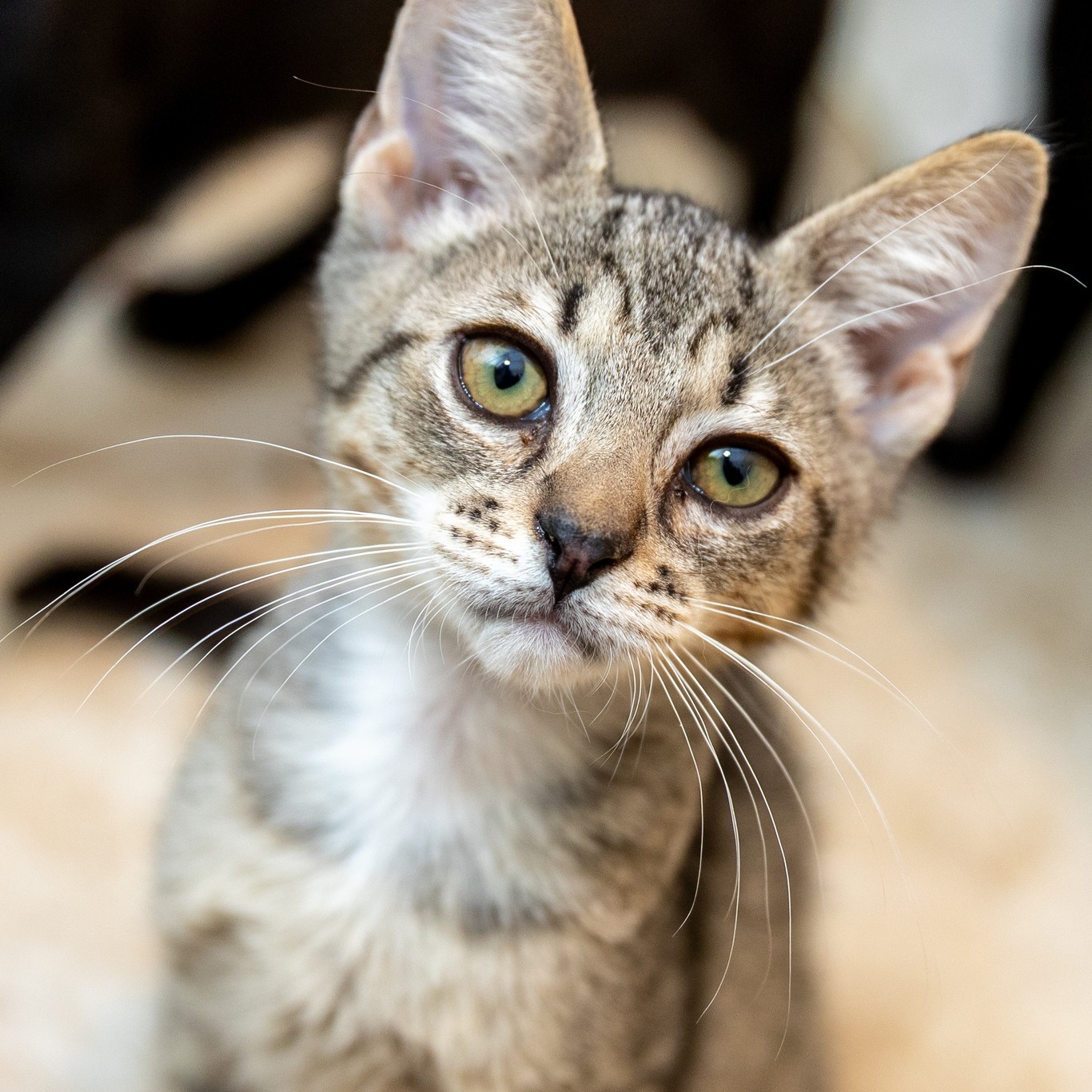Winnies Update Twig Has Been Adopted Name Twig Age 20 Weeks