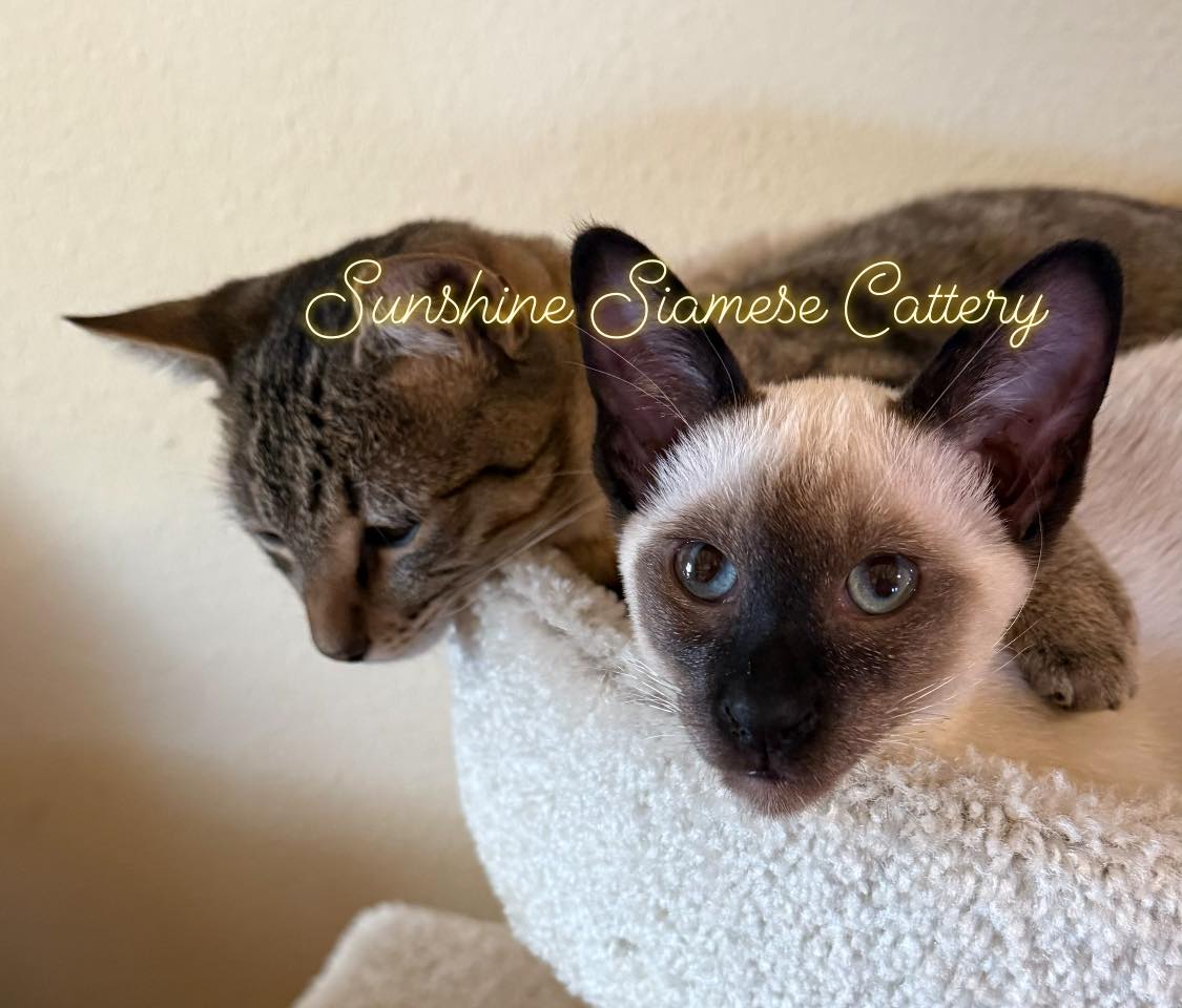 Siamese Kittens Wichita Ks