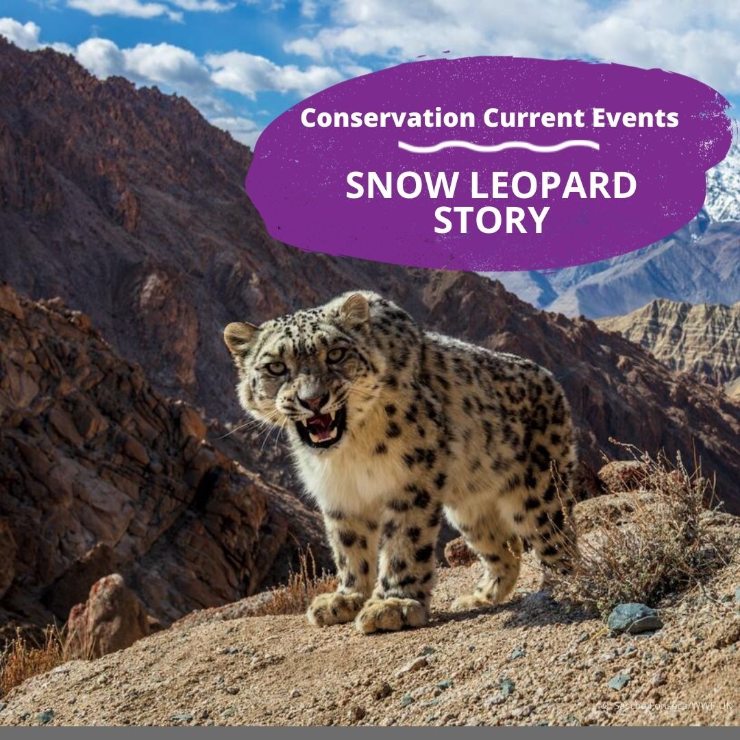 WWF - High in the Himalayas, a rare predator roams. Nepal’s first ...
