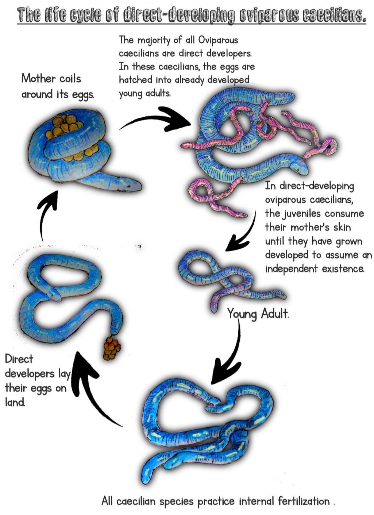 Trap animals and snakes | The Life Cycle of Direct-Developing Oviparous ...