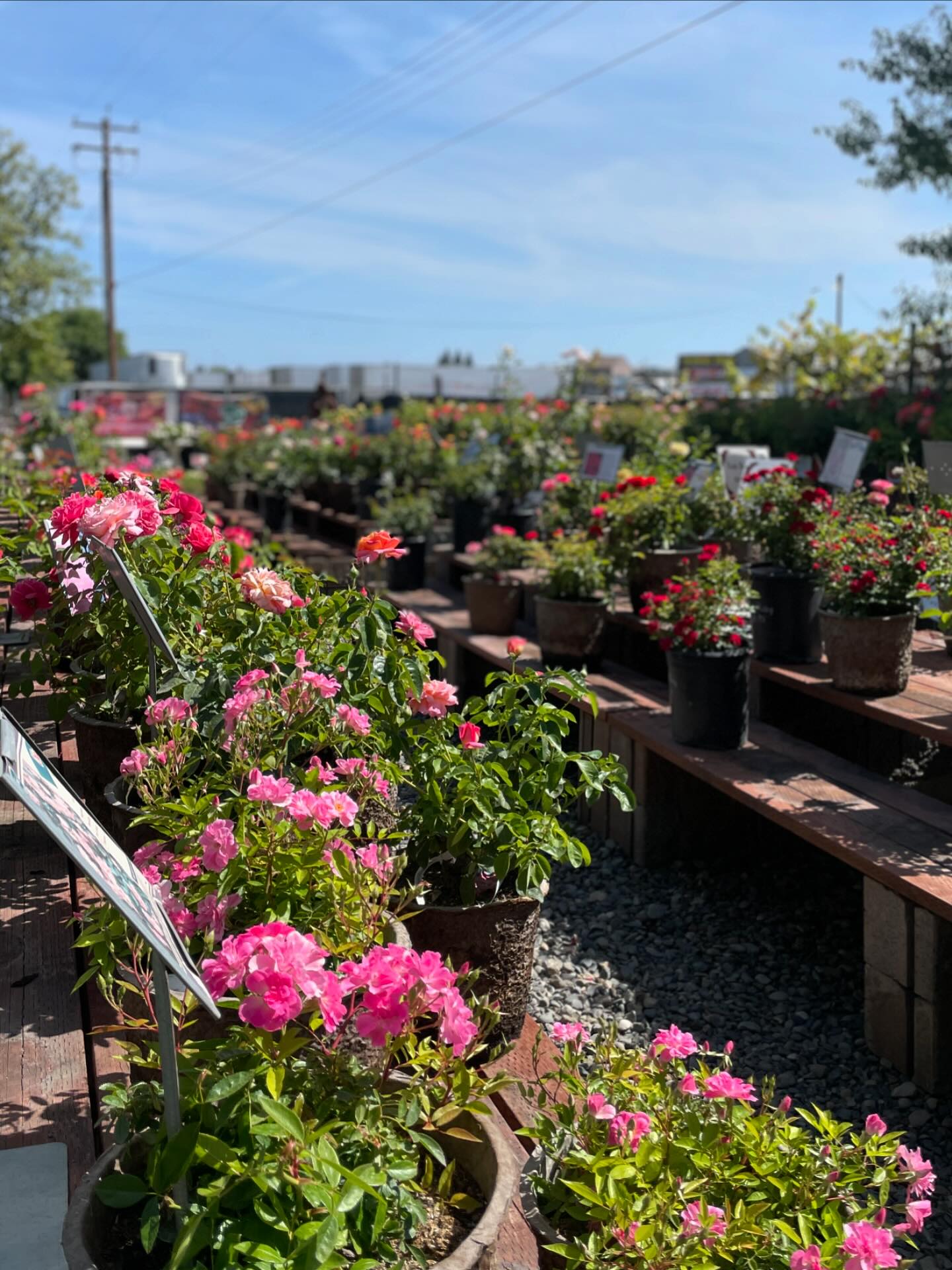 Roses Thompson Building Materials And Nursery Sacramento Facebook