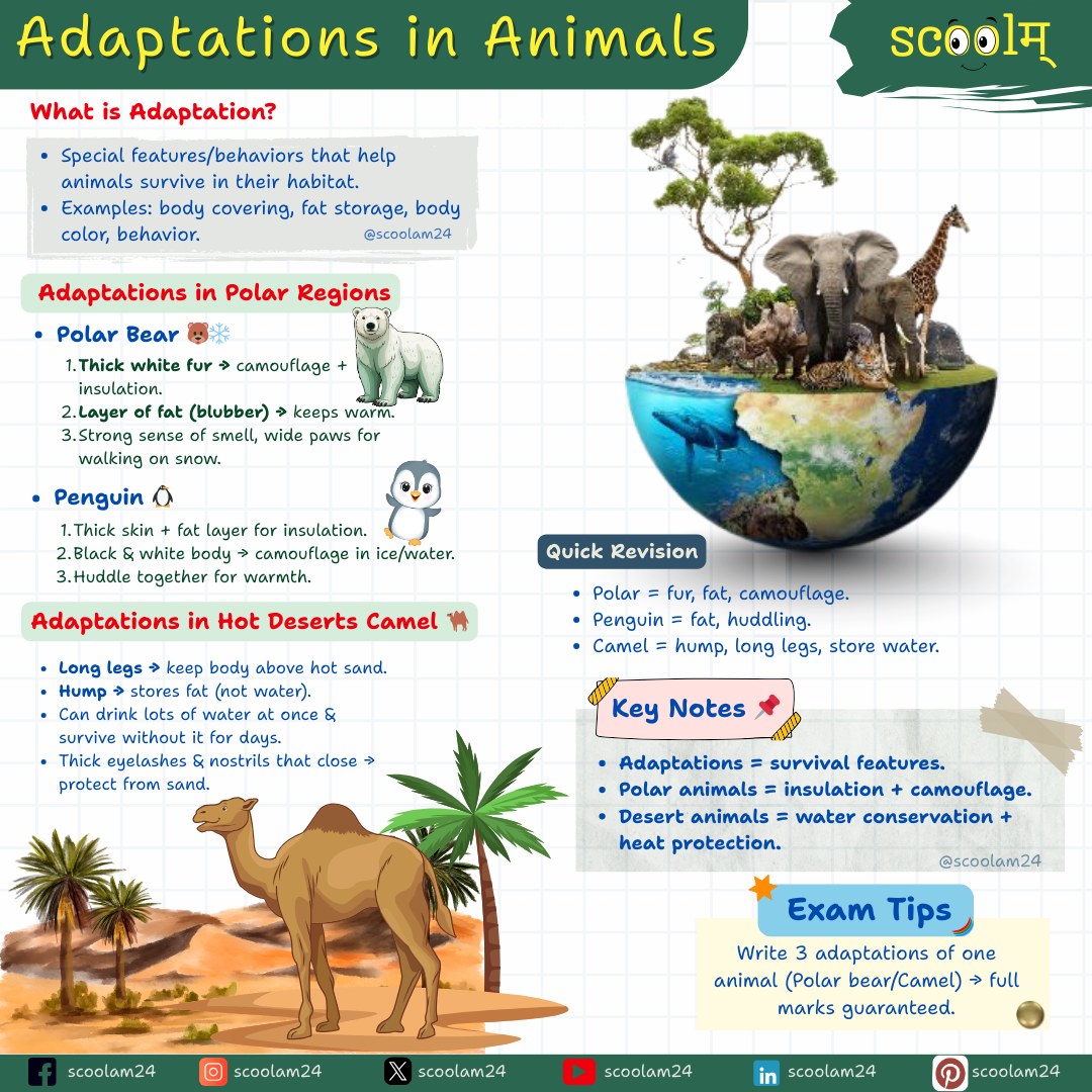 Scoolam - 🐻‍ ️🐧🐪 Adaptations in Animals – How They Survive Extreme ...