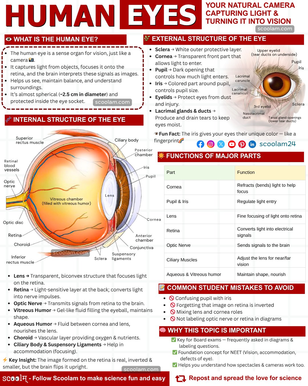 Scoolam - 👁 HUMAN EYES, Your Natural Camera 🎥 Ever wondered how your ...