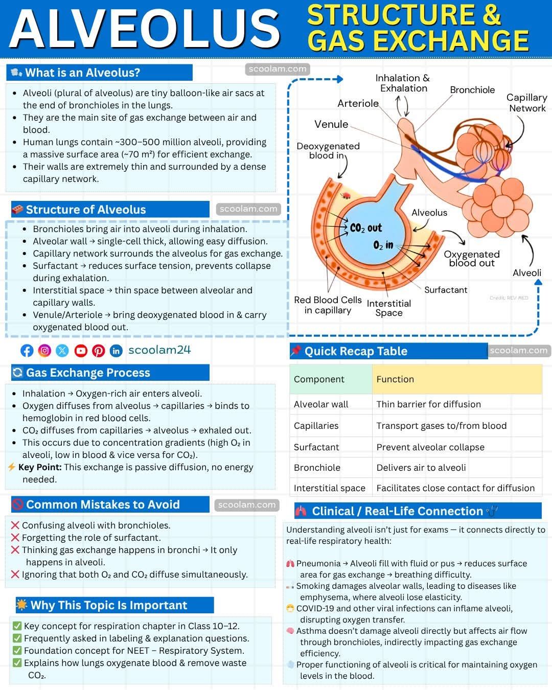 🫁 ALVEOLUS: Where Life Meets Breath 🌬️ | Facebook