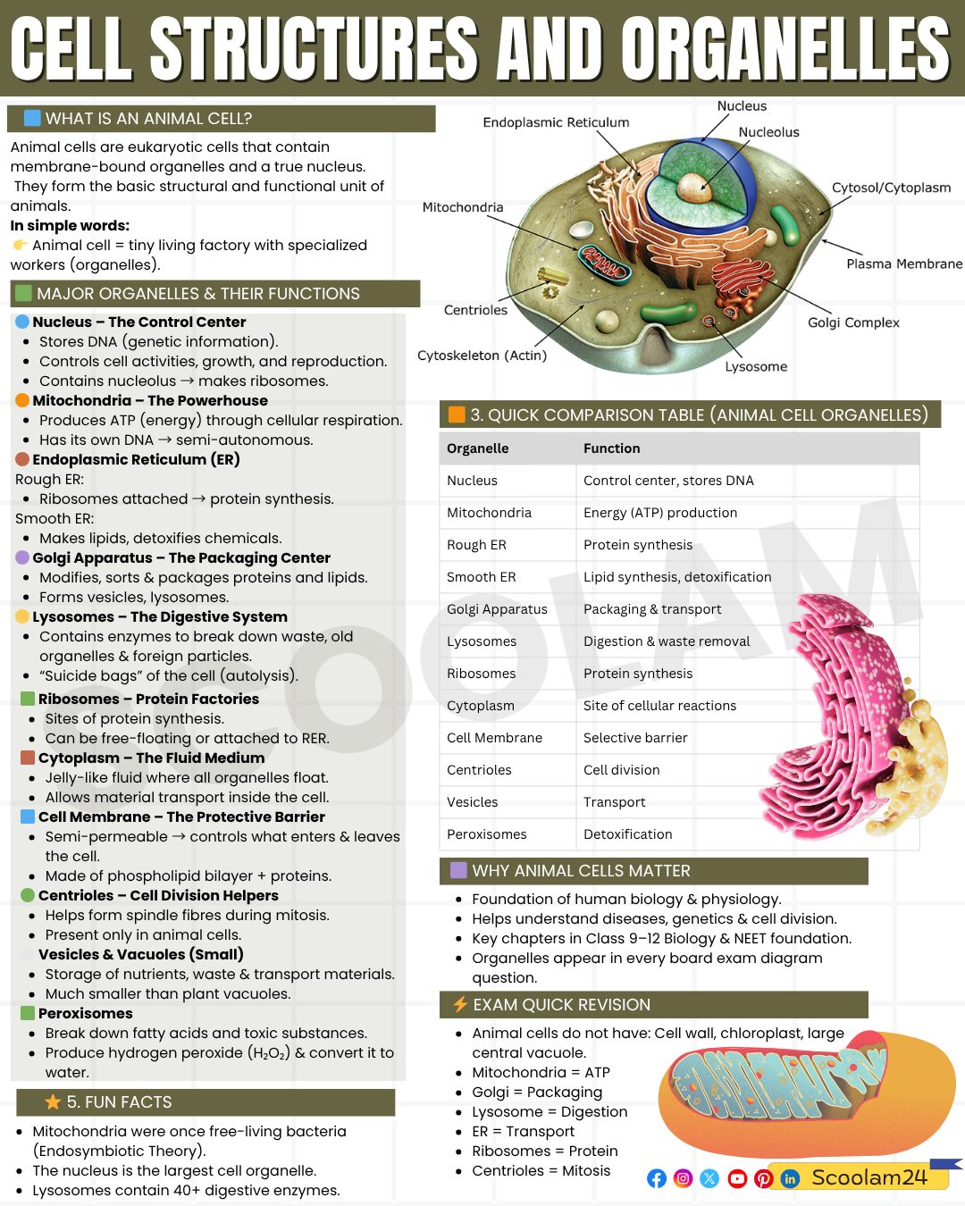 Scoolam - 🧫 CELL STRUCTURES & ORGANELLES, The Real Workers Inside Every ...