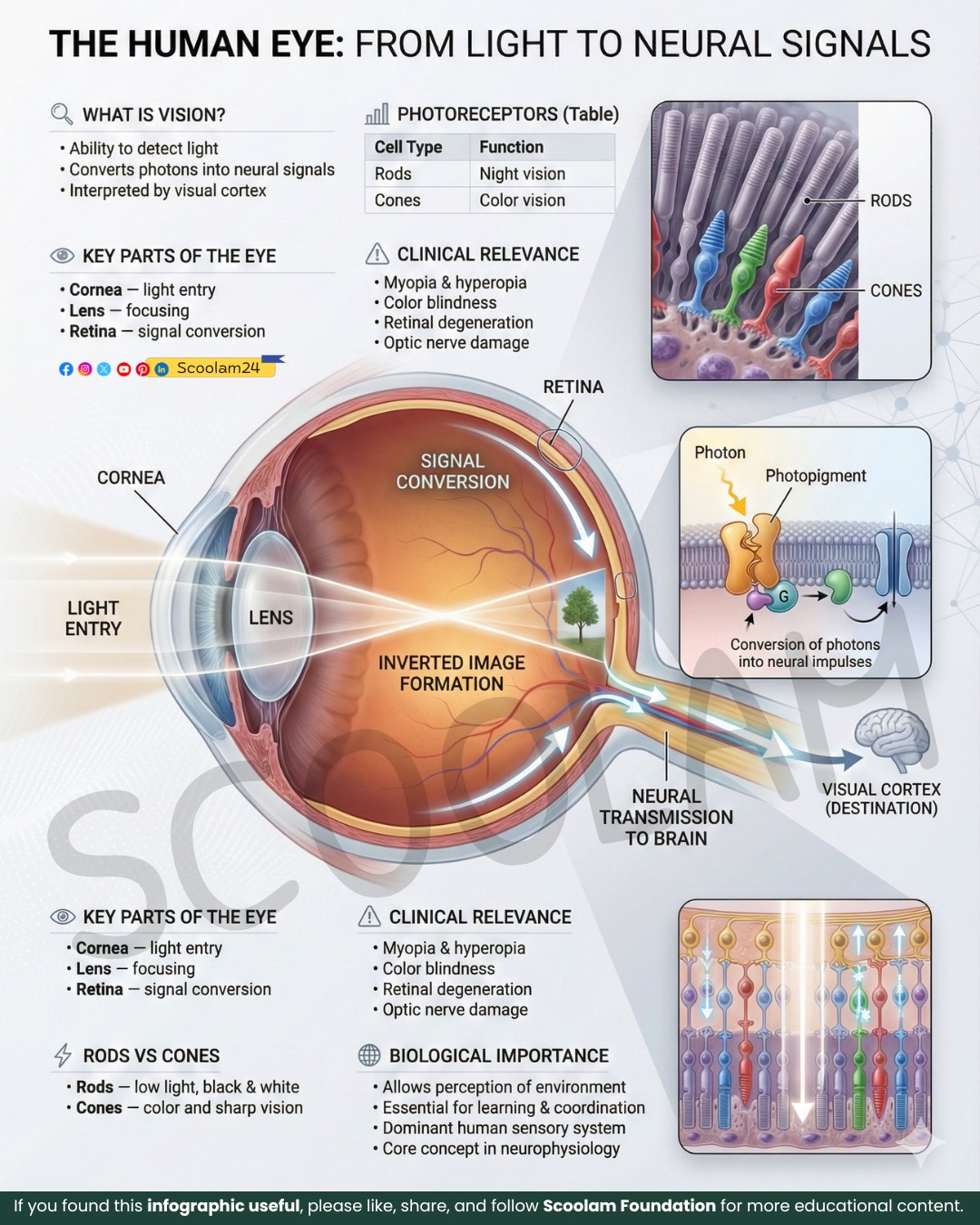 Scoolam - The Human Eye: Structure and Vision The human eye is a ...