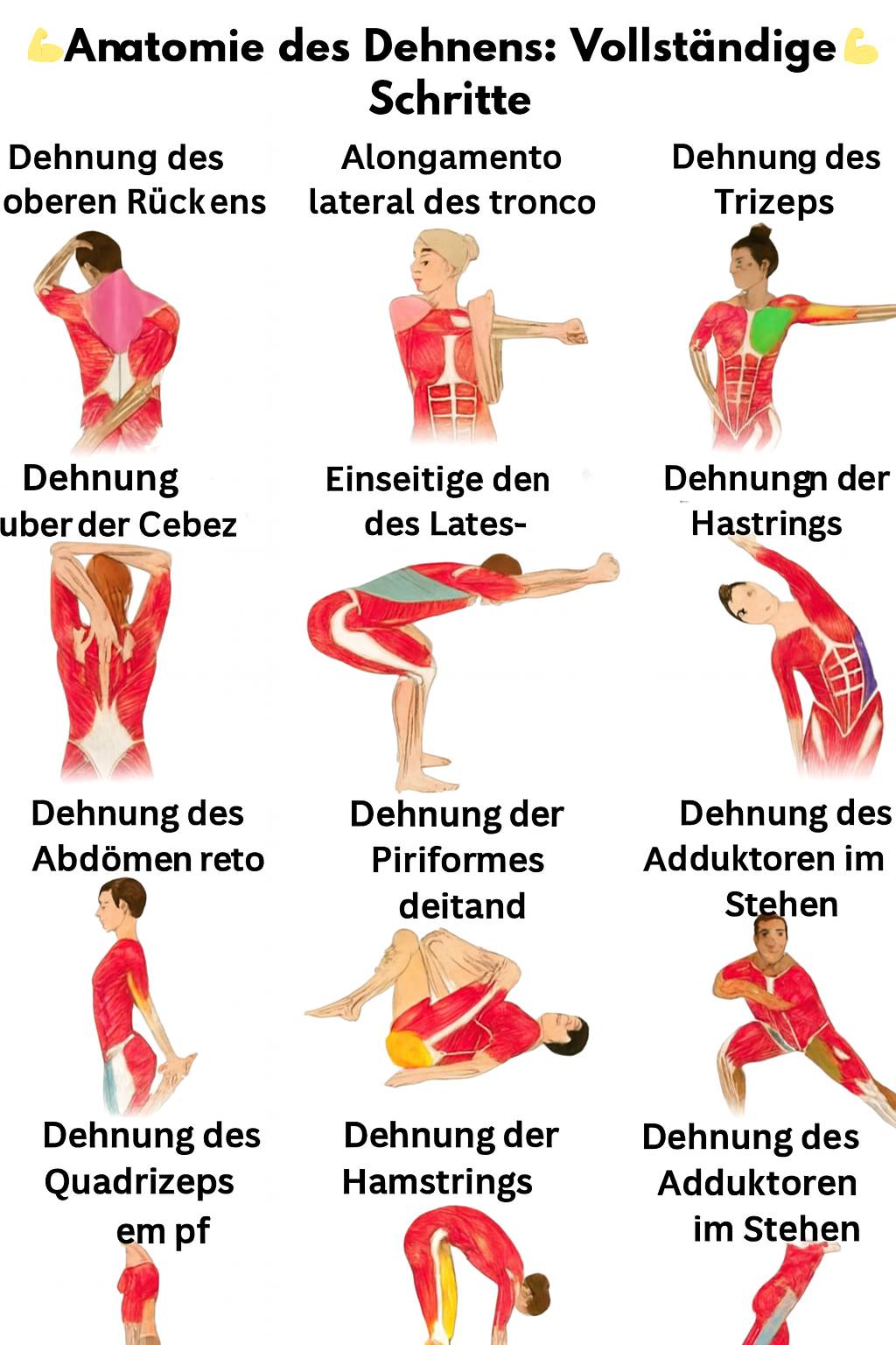 Grüne - Anatomie des Dehnens: Vollständige Schritte 🧘‍♀️ Stretching im ...