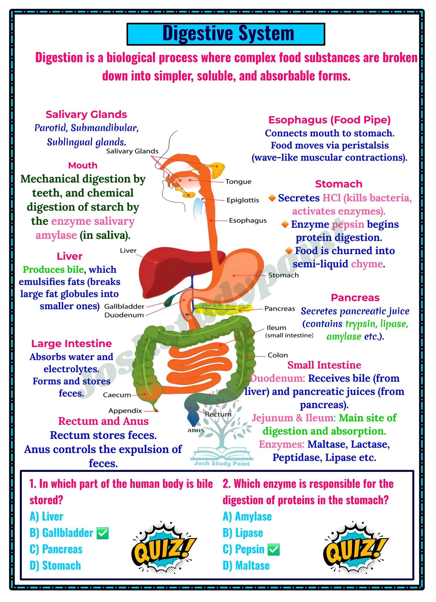 Human Anatomy Group | Digestive system study notes | Facebook