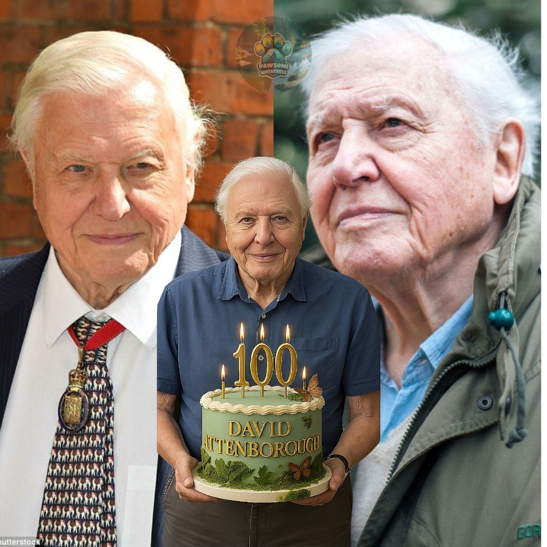 Pawsome Happy 100th Birthday Sir David Attenborough 🎂🍾🎉 A Century