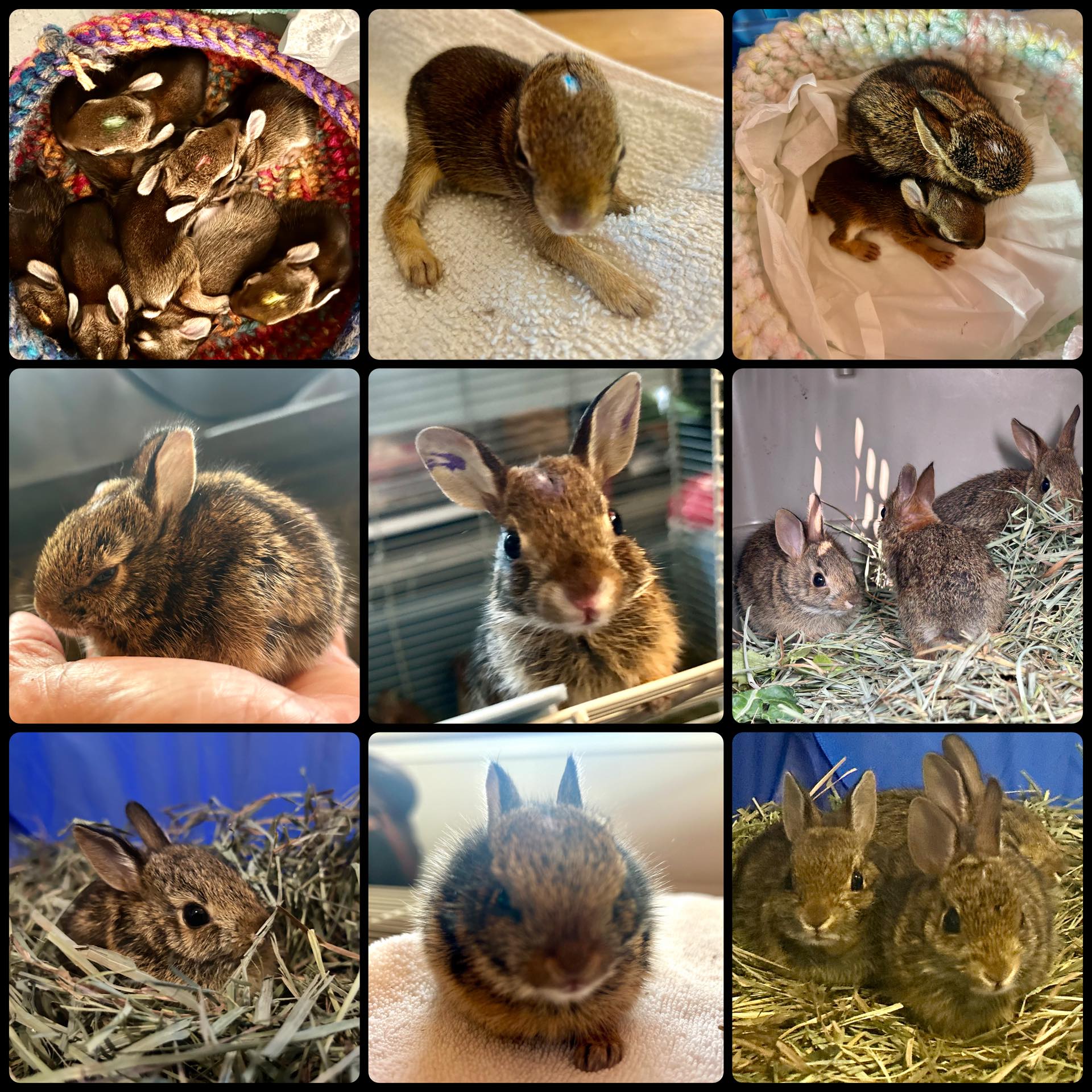 Colonial - The bunnies need help! They would like the house salad ...