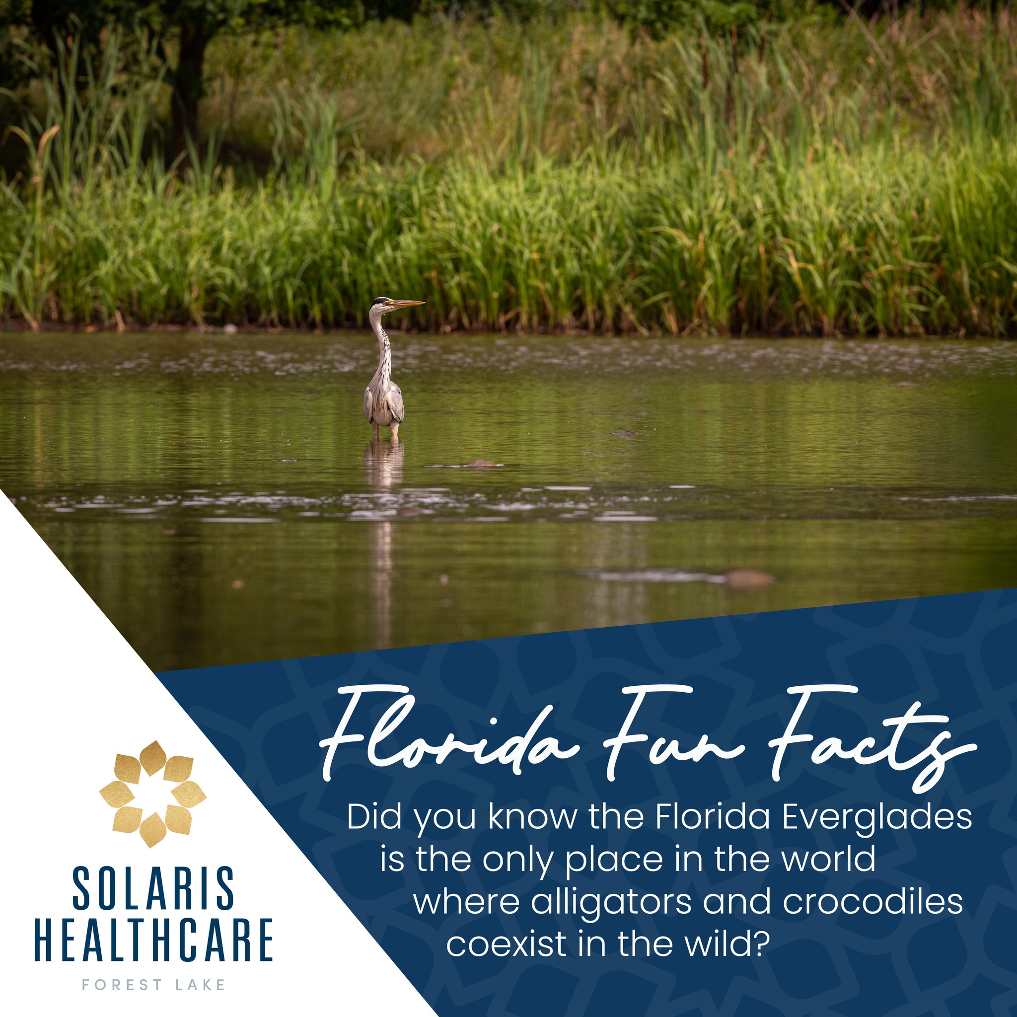 Solaris - 🌞🐊 Florida Fun Fact Friday! 🐊🌞 Did you know the Florida ...