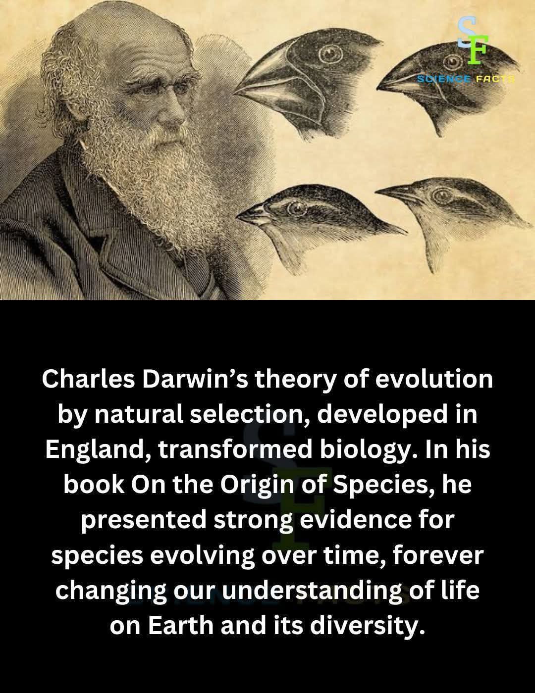 Human evolution | Evolution Is a Scientific Conclusion Observed Through ...