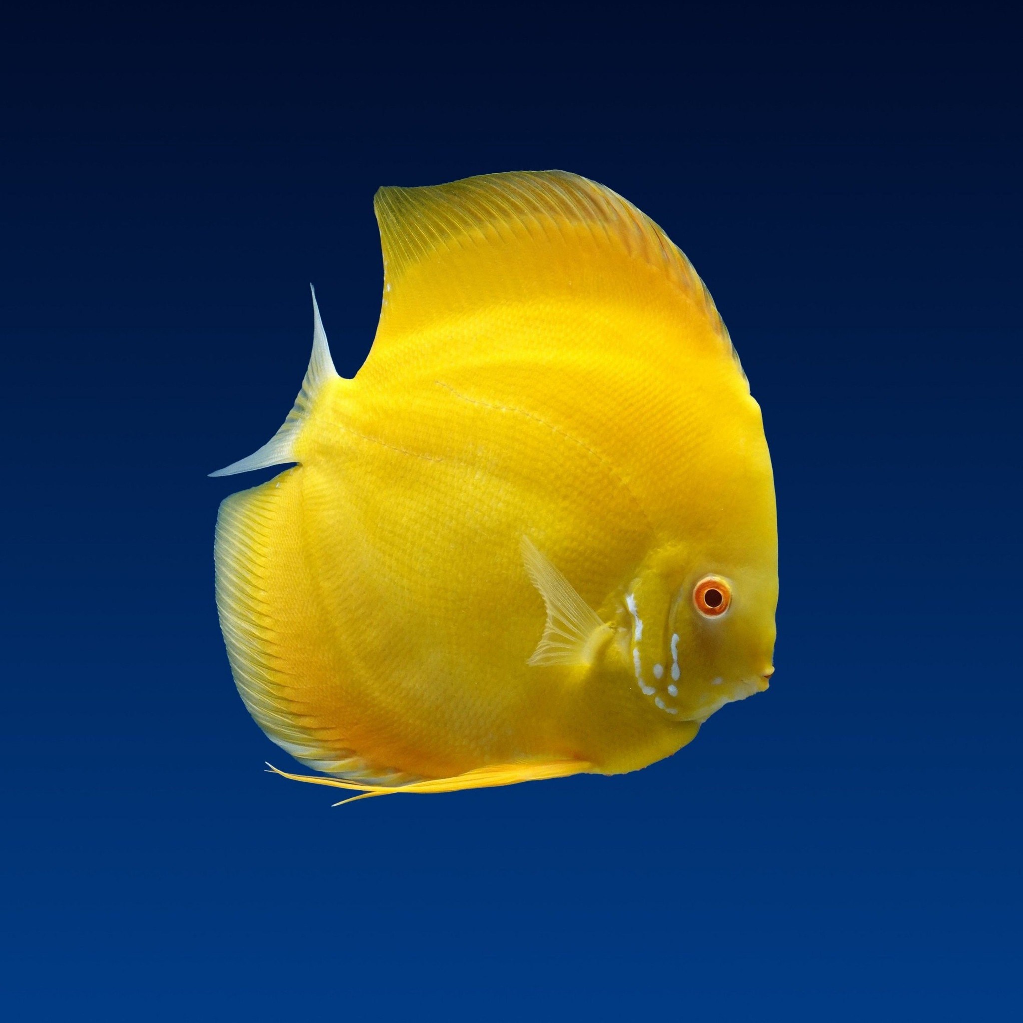 Feeding discus is always tricky. Some dont like one food, the others do ...