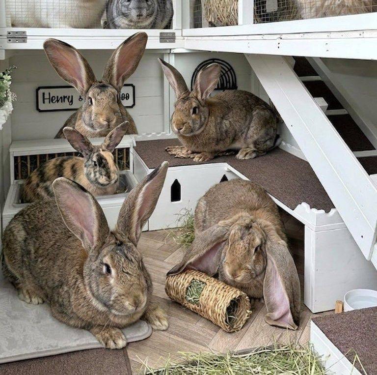 Rabbits Tips - 16 COMMON RABBIT EAR POSITIONS & WHAT THEY... | Facebook