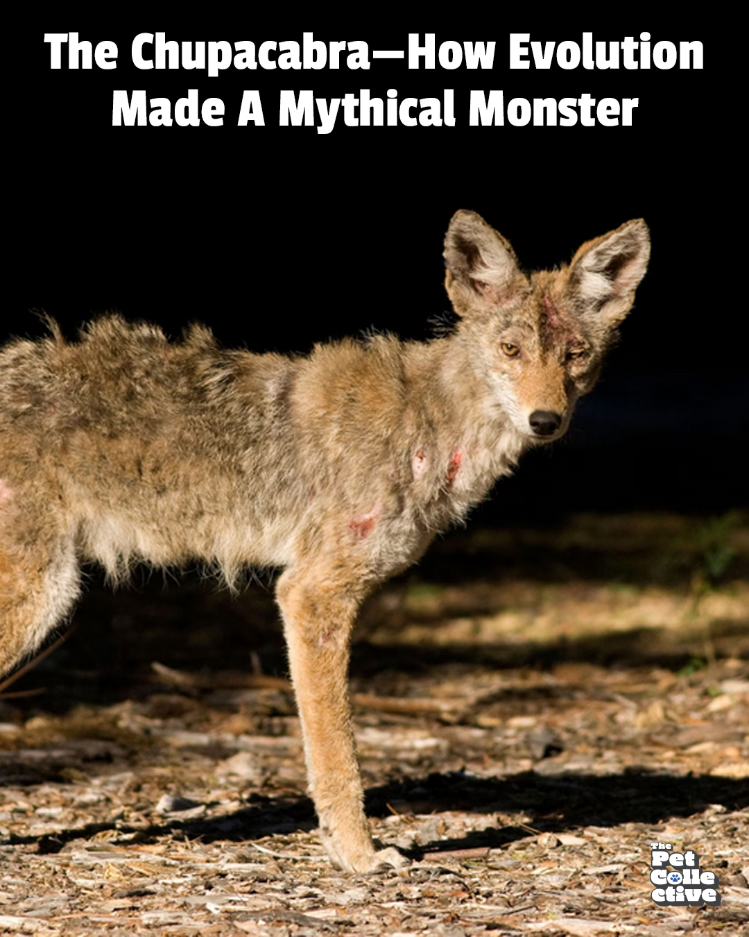 Sightings of the chupacabra were first... - Try Not to Laugh | Facebook