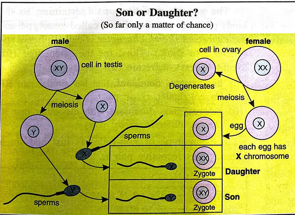 Biological Diagramatic Representation Of How Sex Is