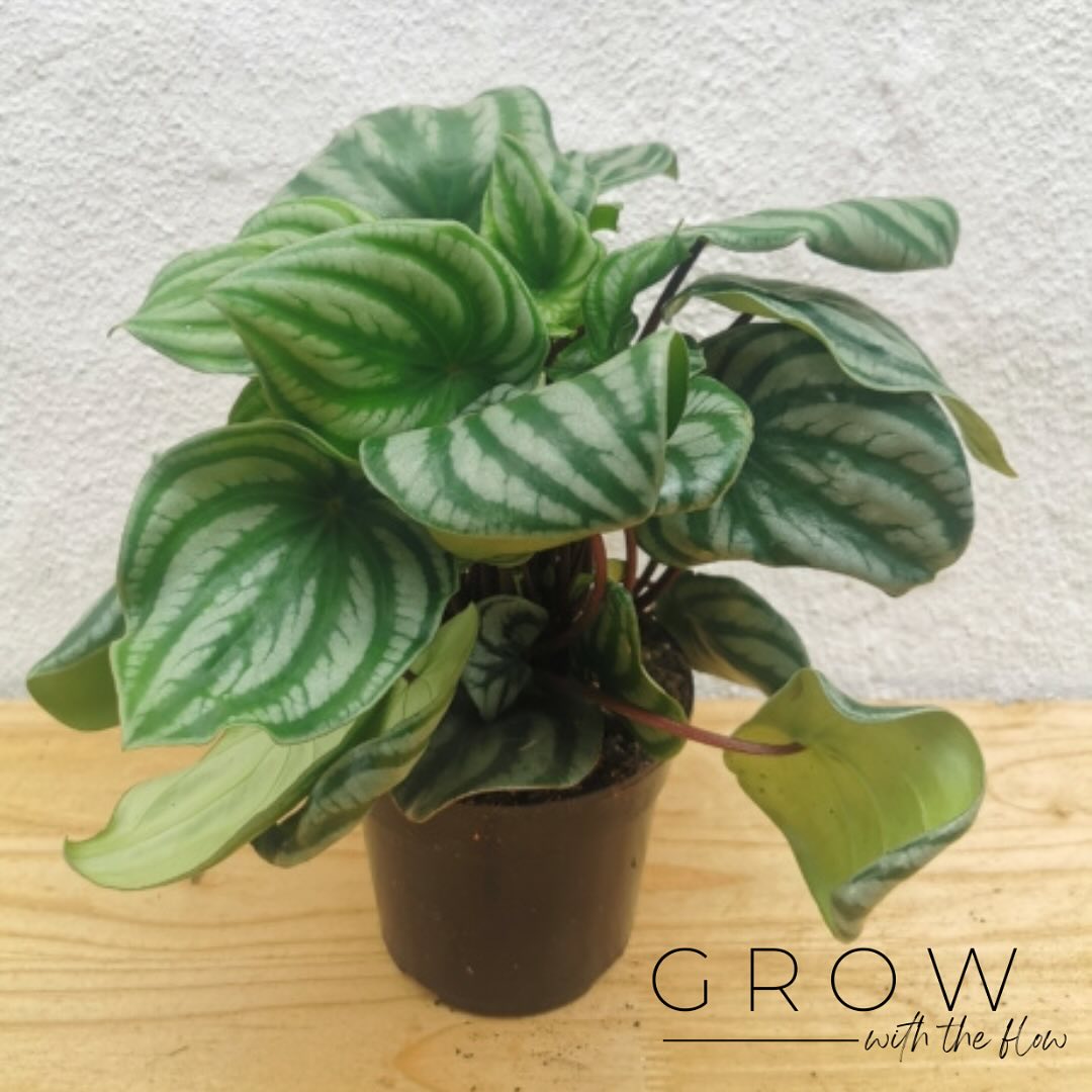 Grow with the Flow | Krugersdorp